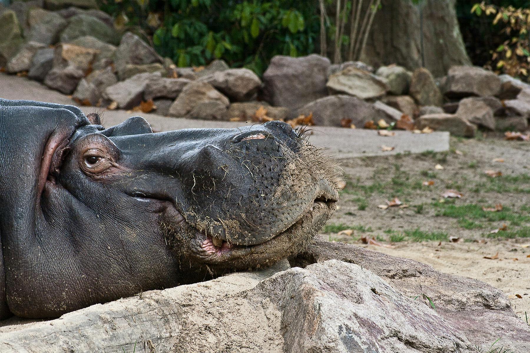 Free stock photo of animal, animals, balancing