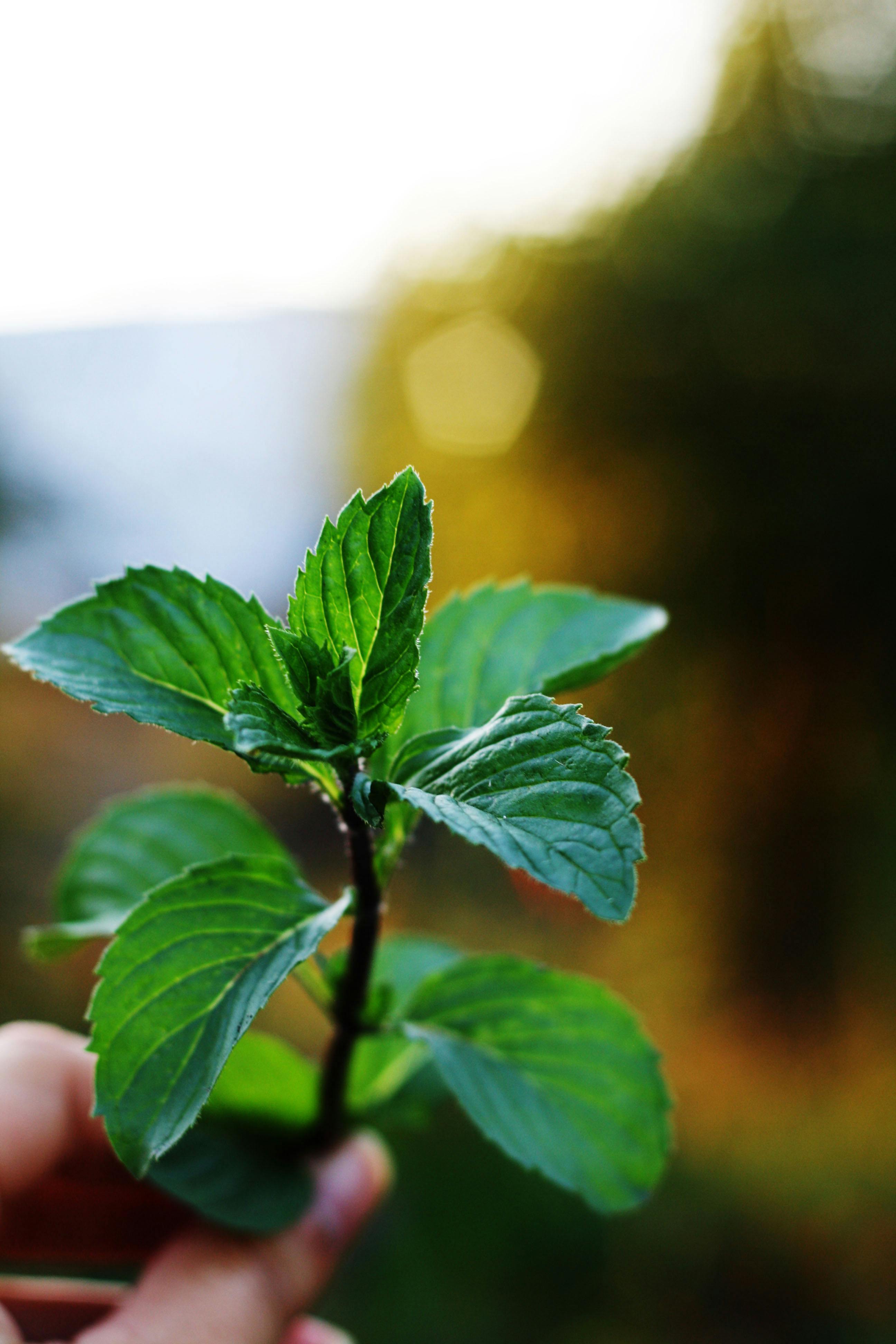 Green Mint Photo · Free Stock Photo