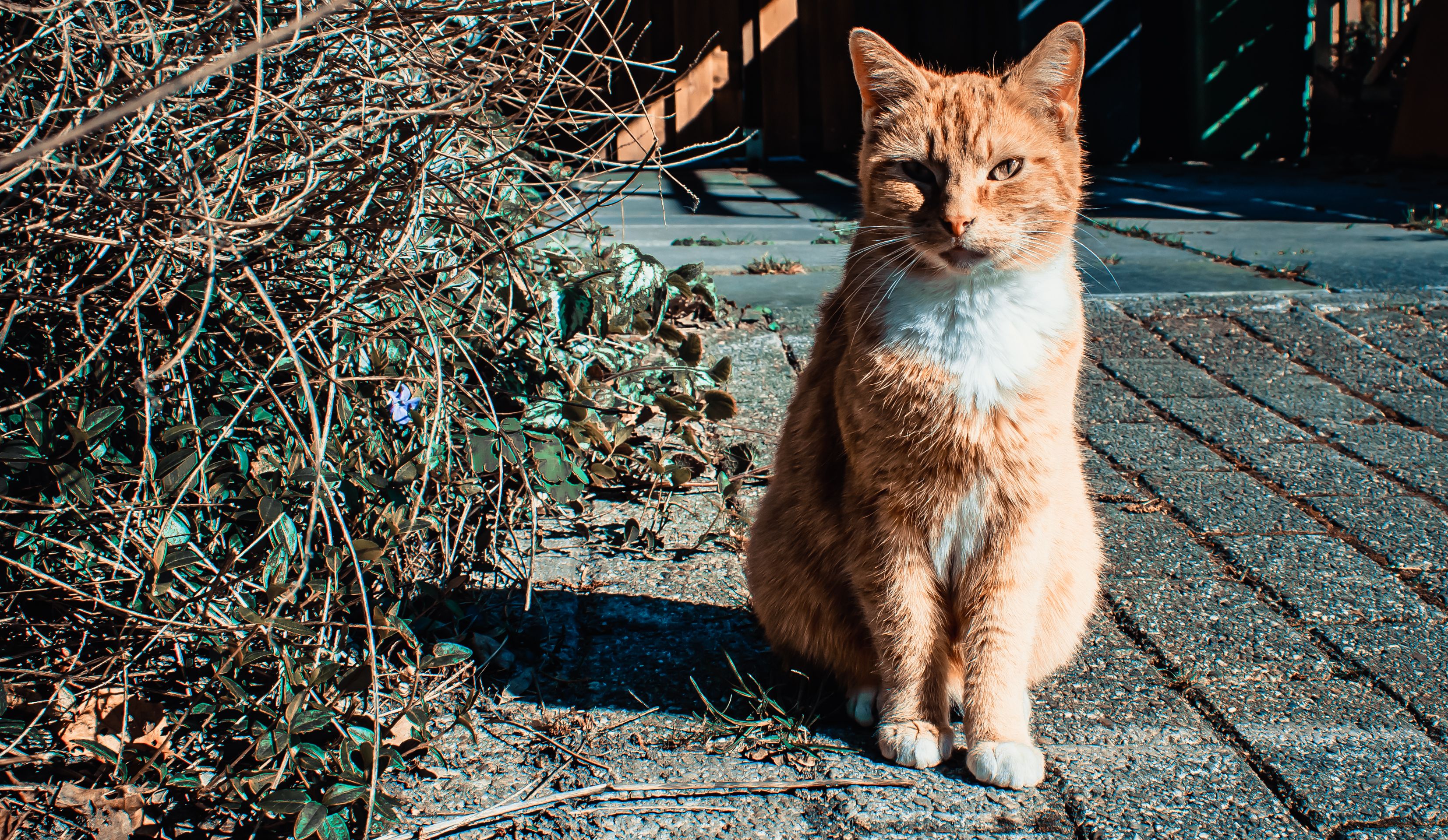 STREETCAT 6 Photos & Videos Collected by Daan Rink