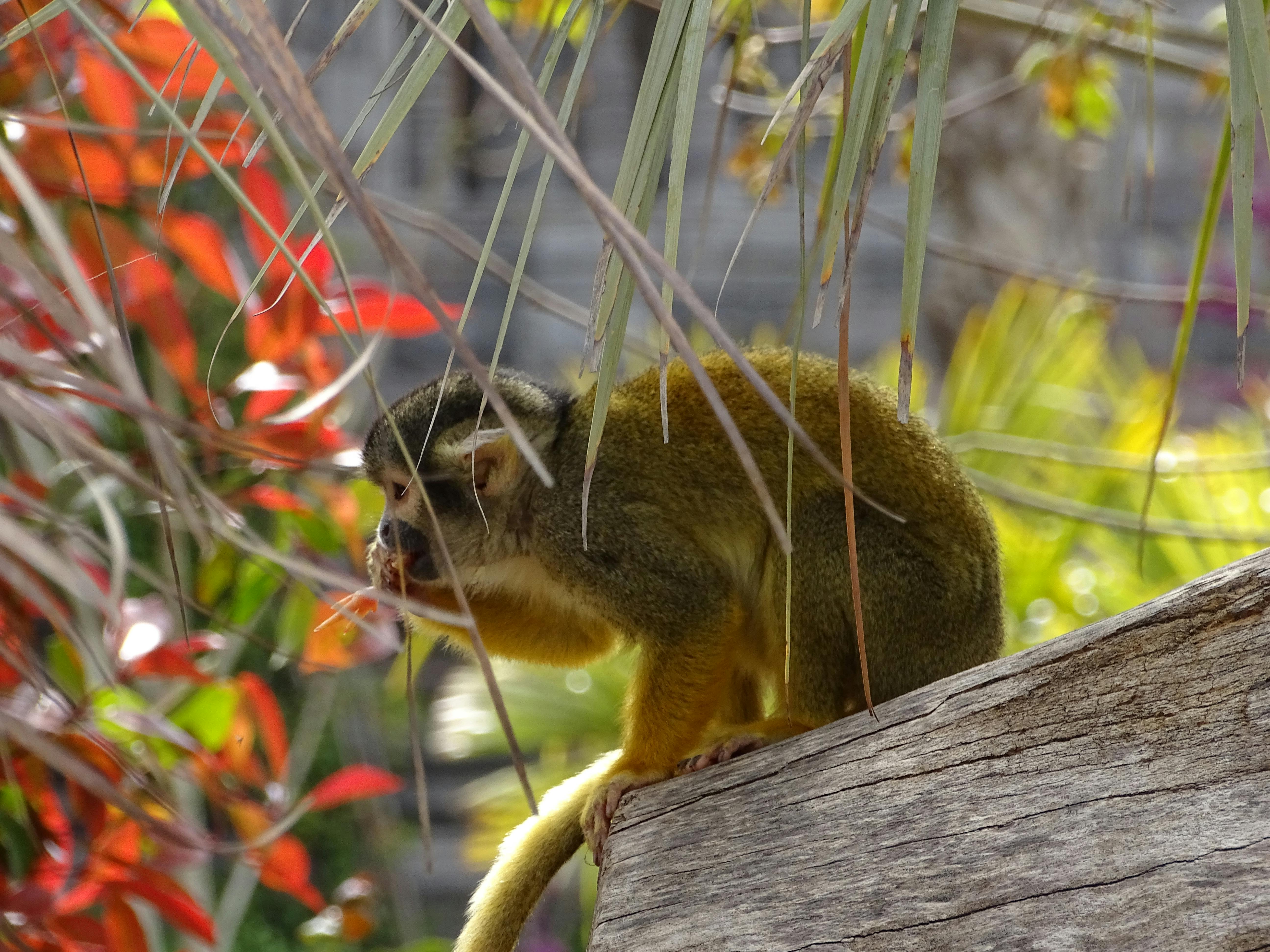 Kostenloses Foto zum Thema: affe, affe sitzend, süße tiere