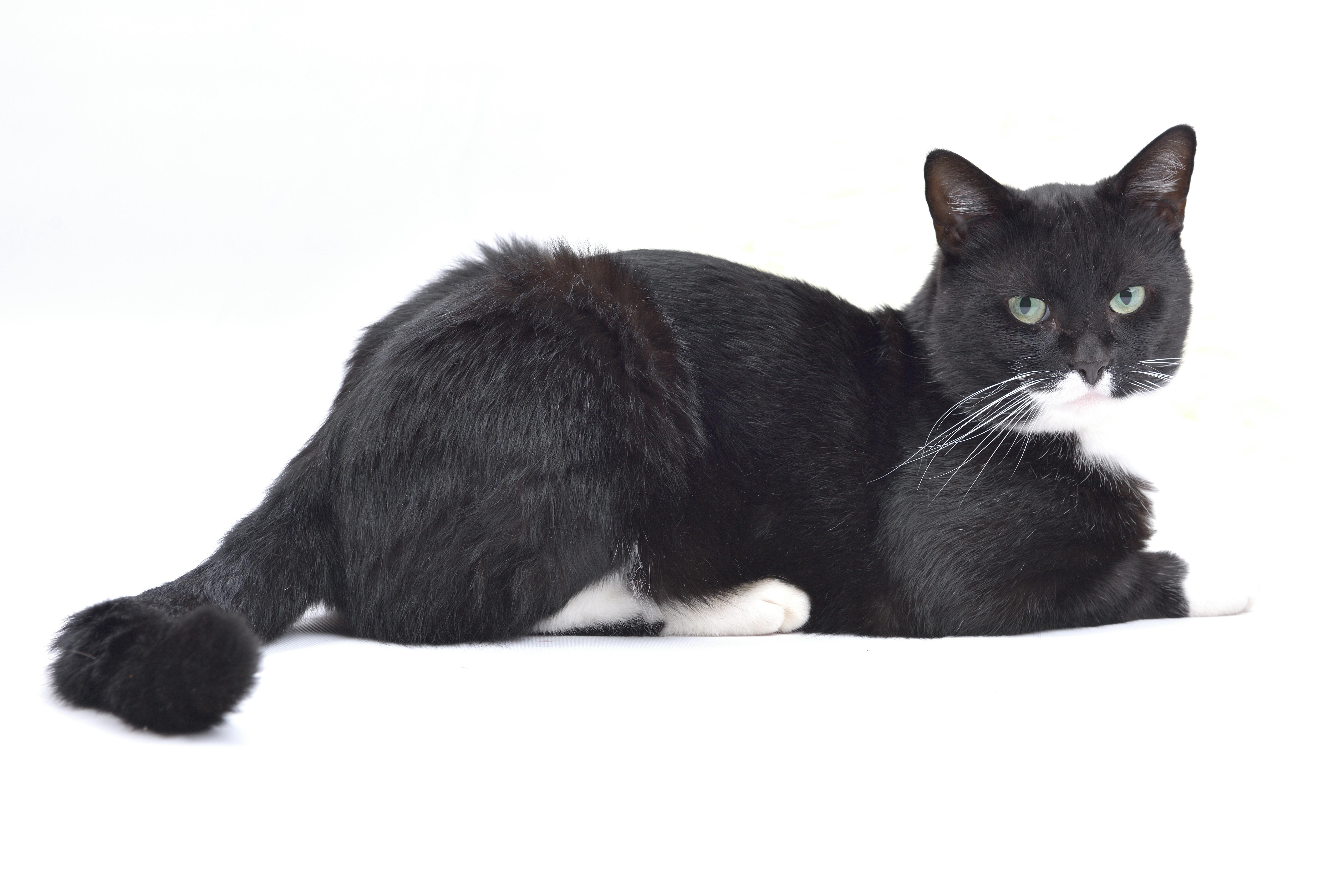 Free stock photo of huiskat