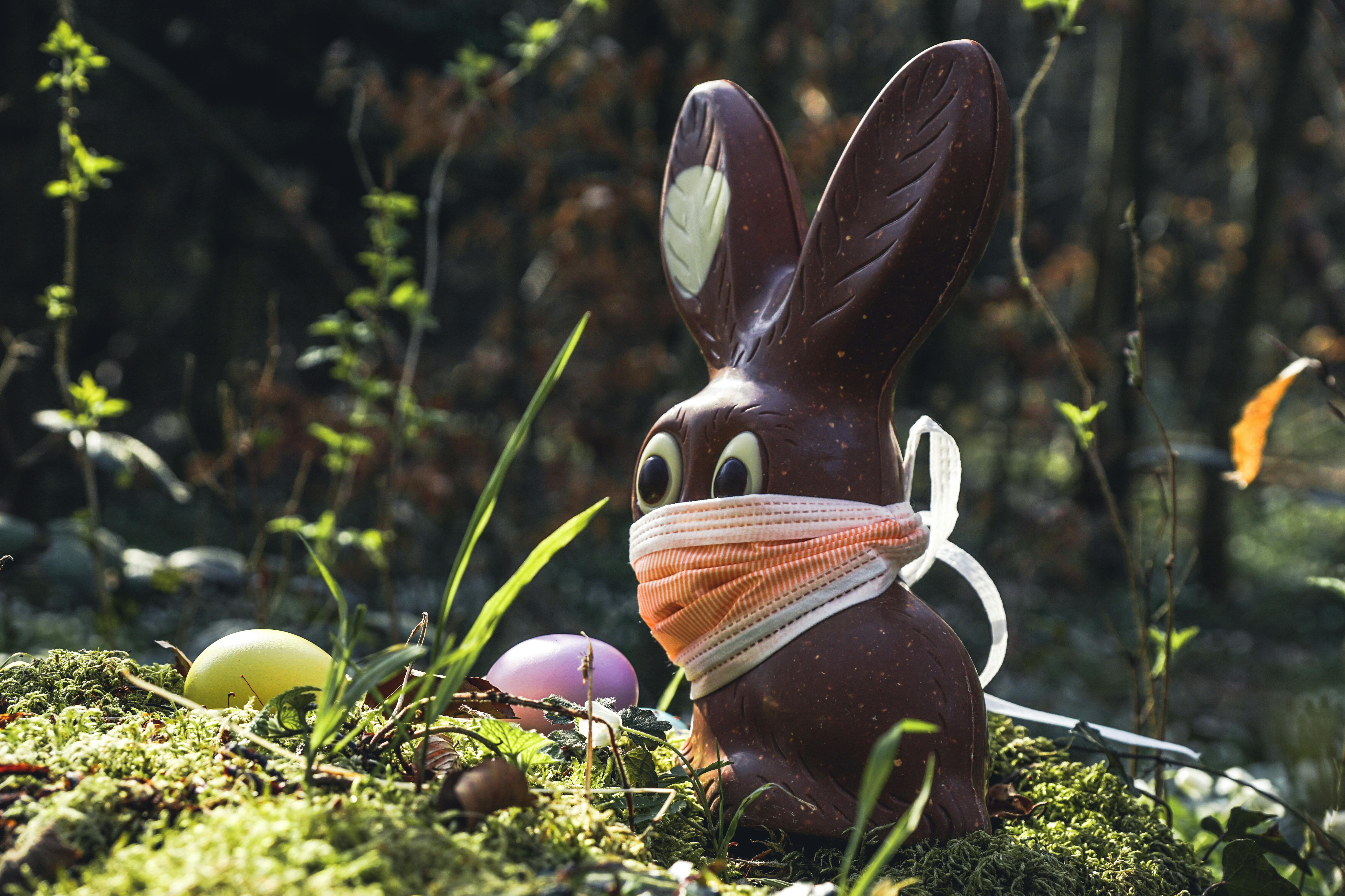 Chocolate Bunny Photos, Download The BEST Free Chocolate Bunny Stock ...