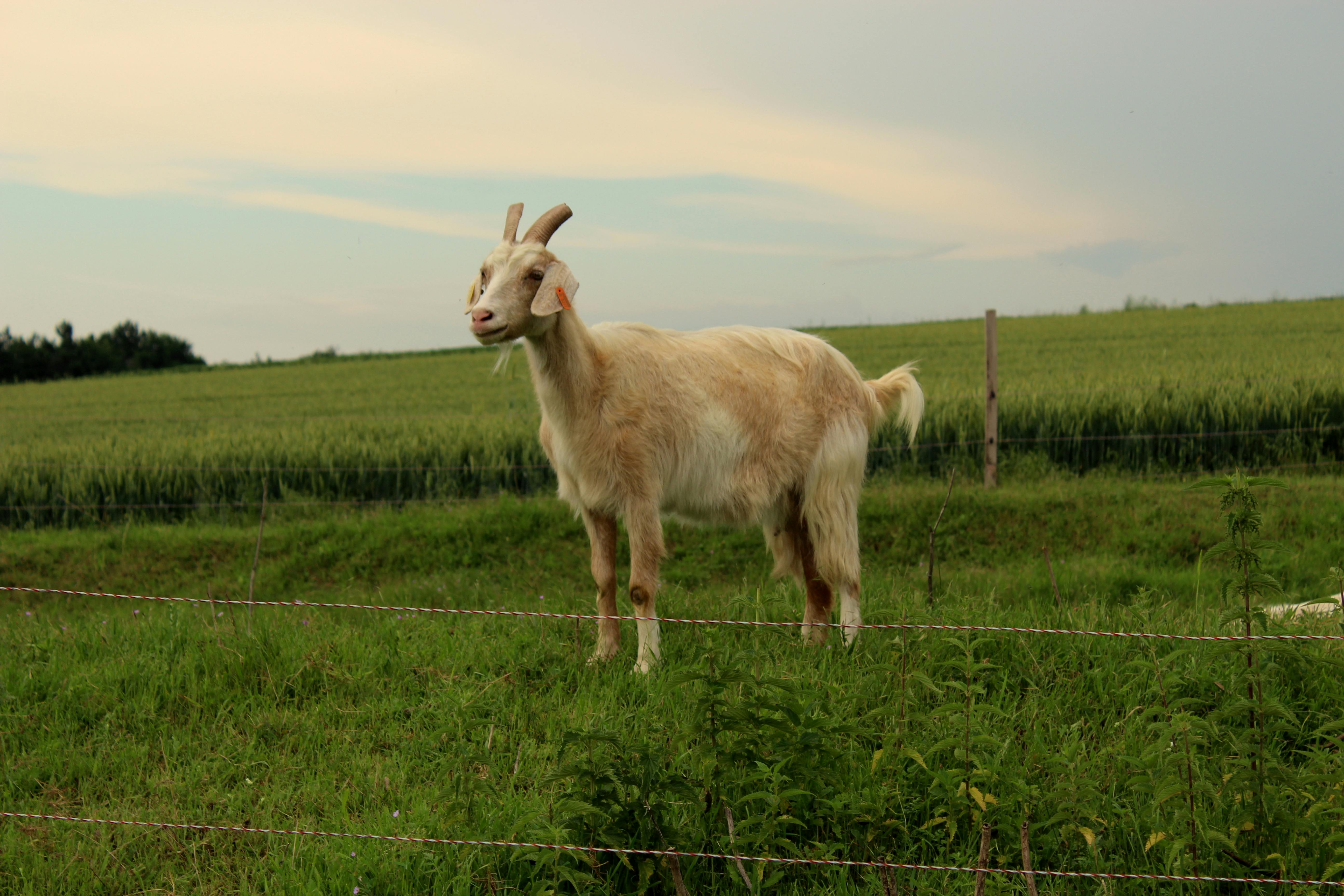 Goat On Green Grass Field · Free Stock Photo