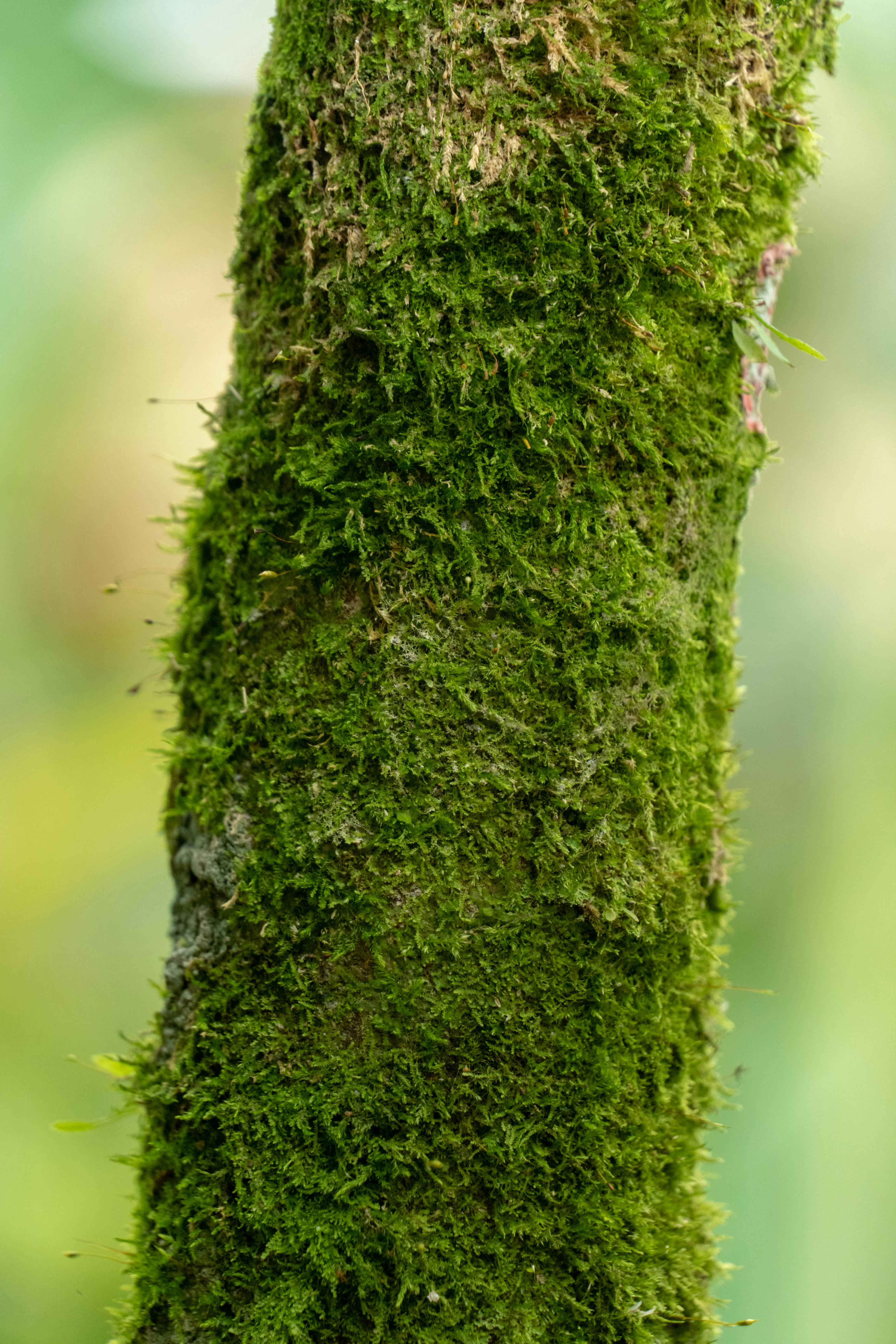 A Close-Up Shot of Moss on a Tree Trunk · Free Stock Photo