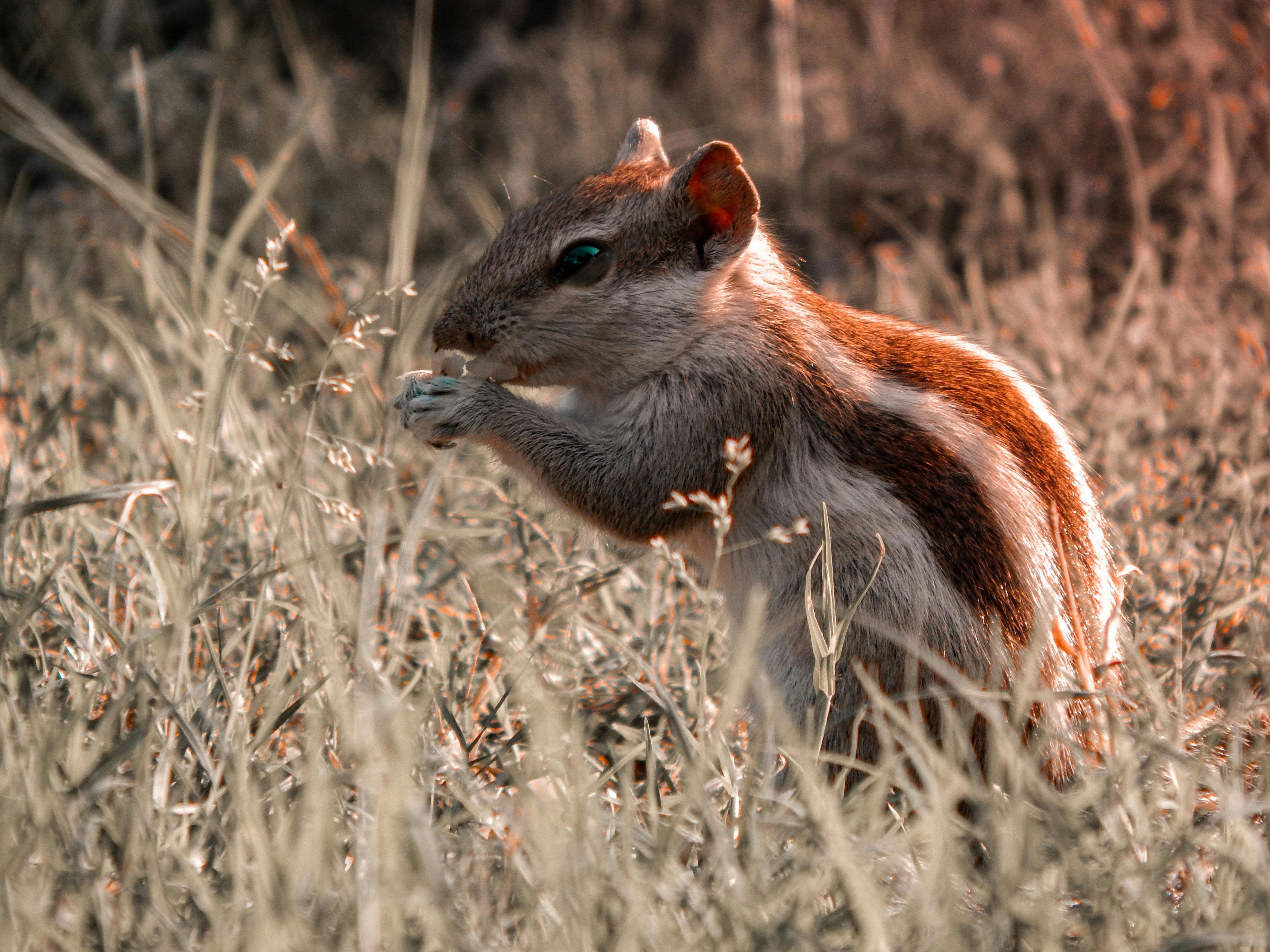 SOHAM BANERJEE - 사진