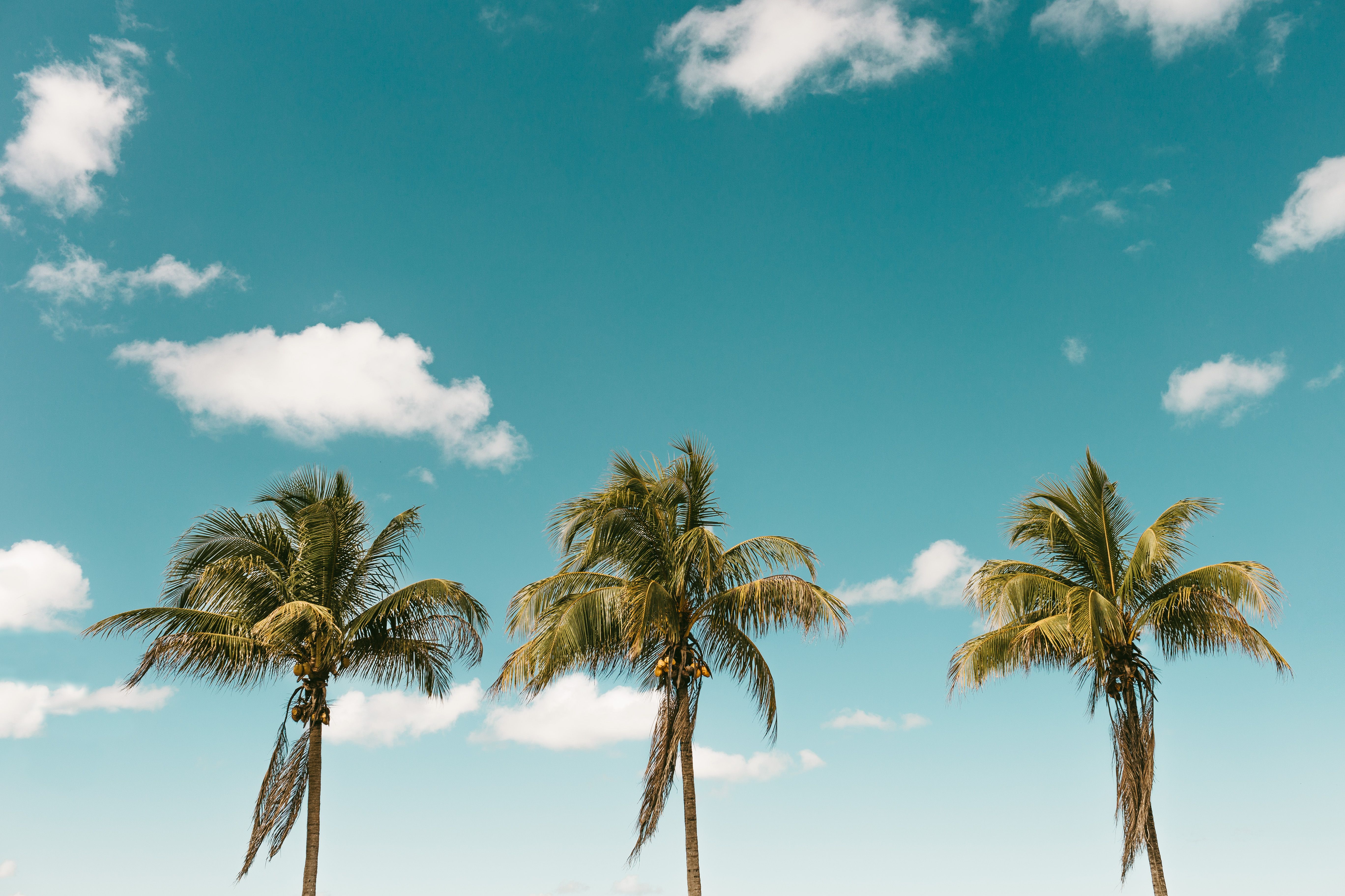 Green Palm Trees Under Blue Sky · Free Stock Photo