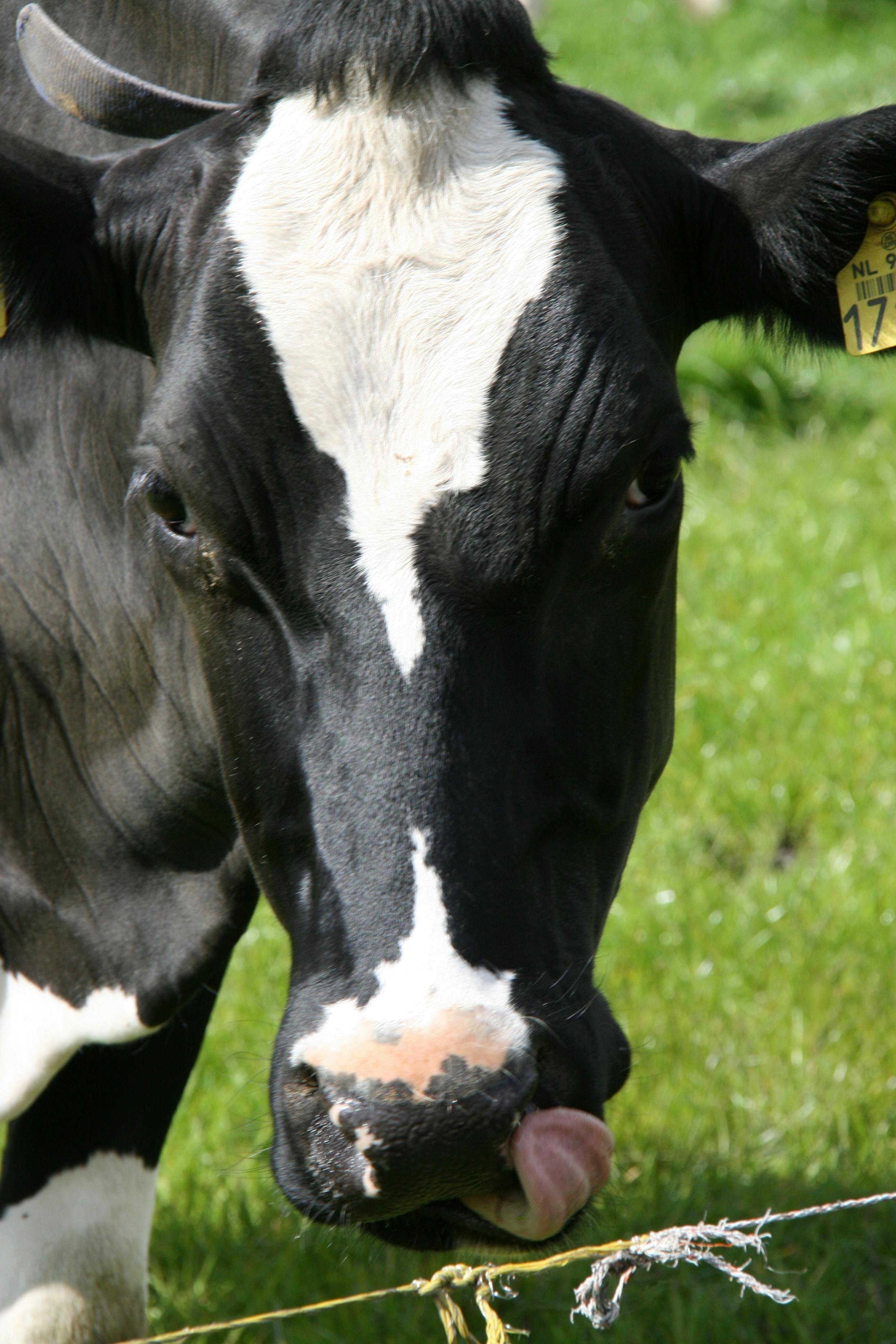 Free stock photo of cow, friesian cow, holstein