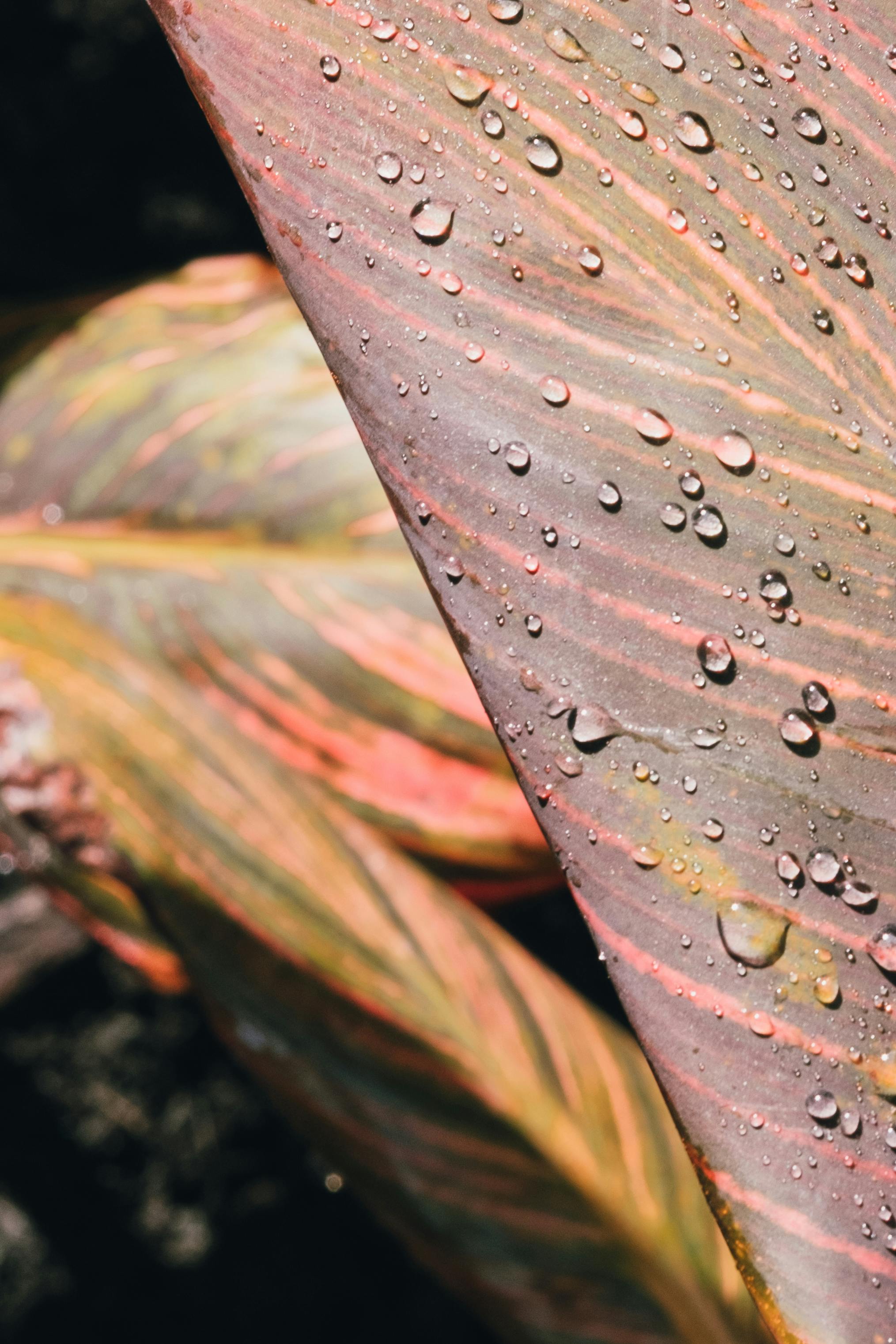Close-Up Shot Of A Leaf · Free Stock Photo