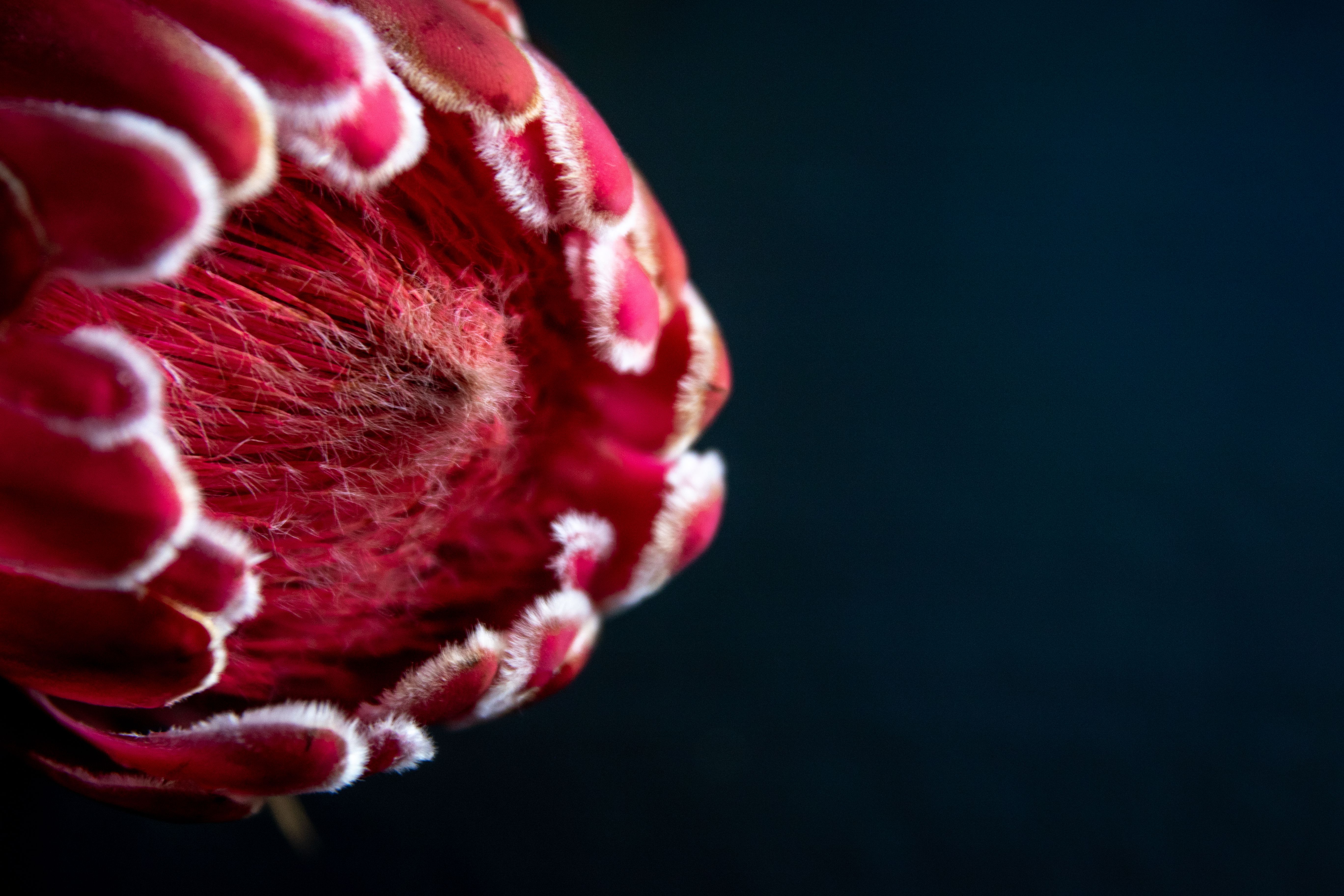 A Close-Up Shot of a Queen Protea Plant · Free Stock Photo
