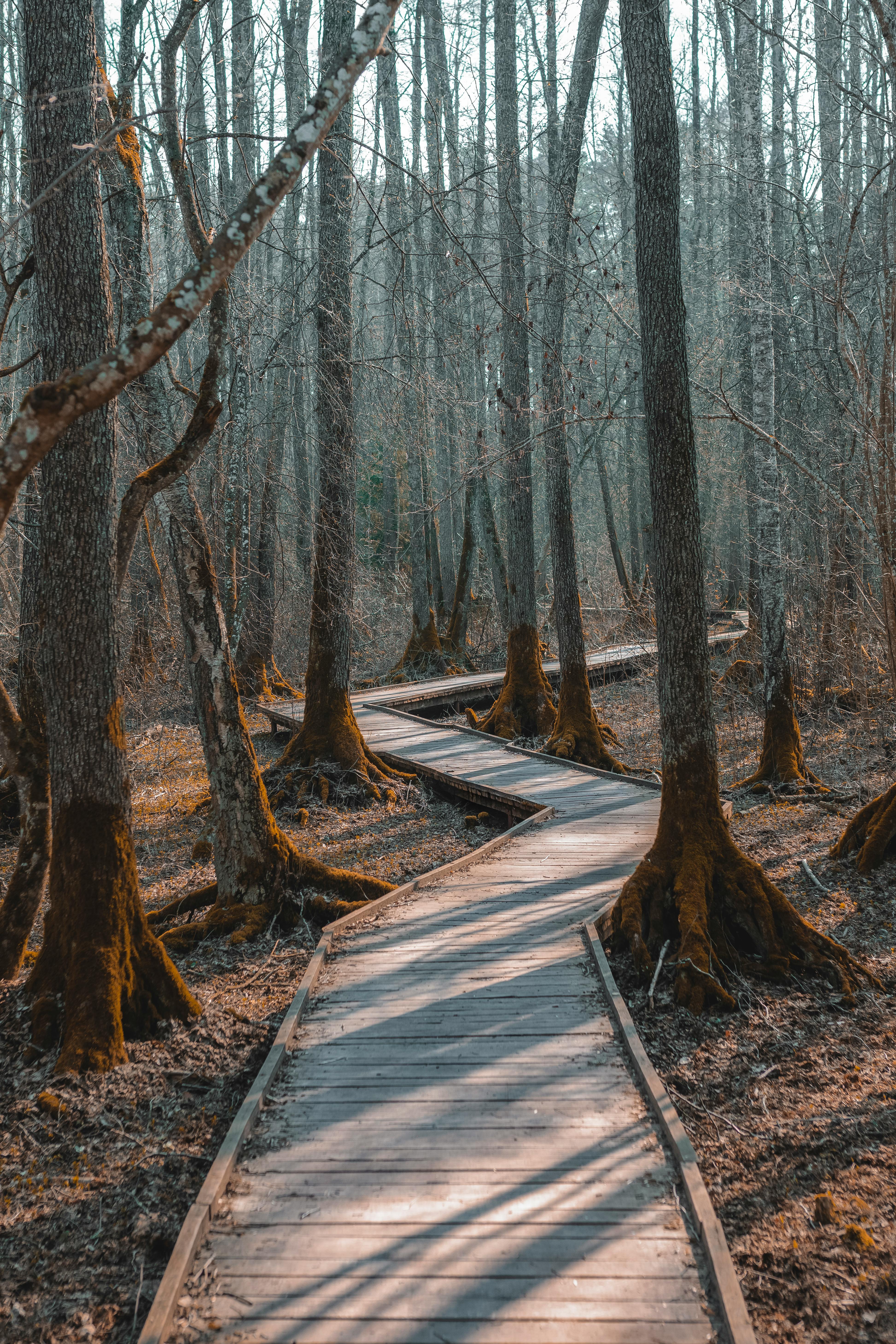 Empty Trail in Forest · Free Stock Photo