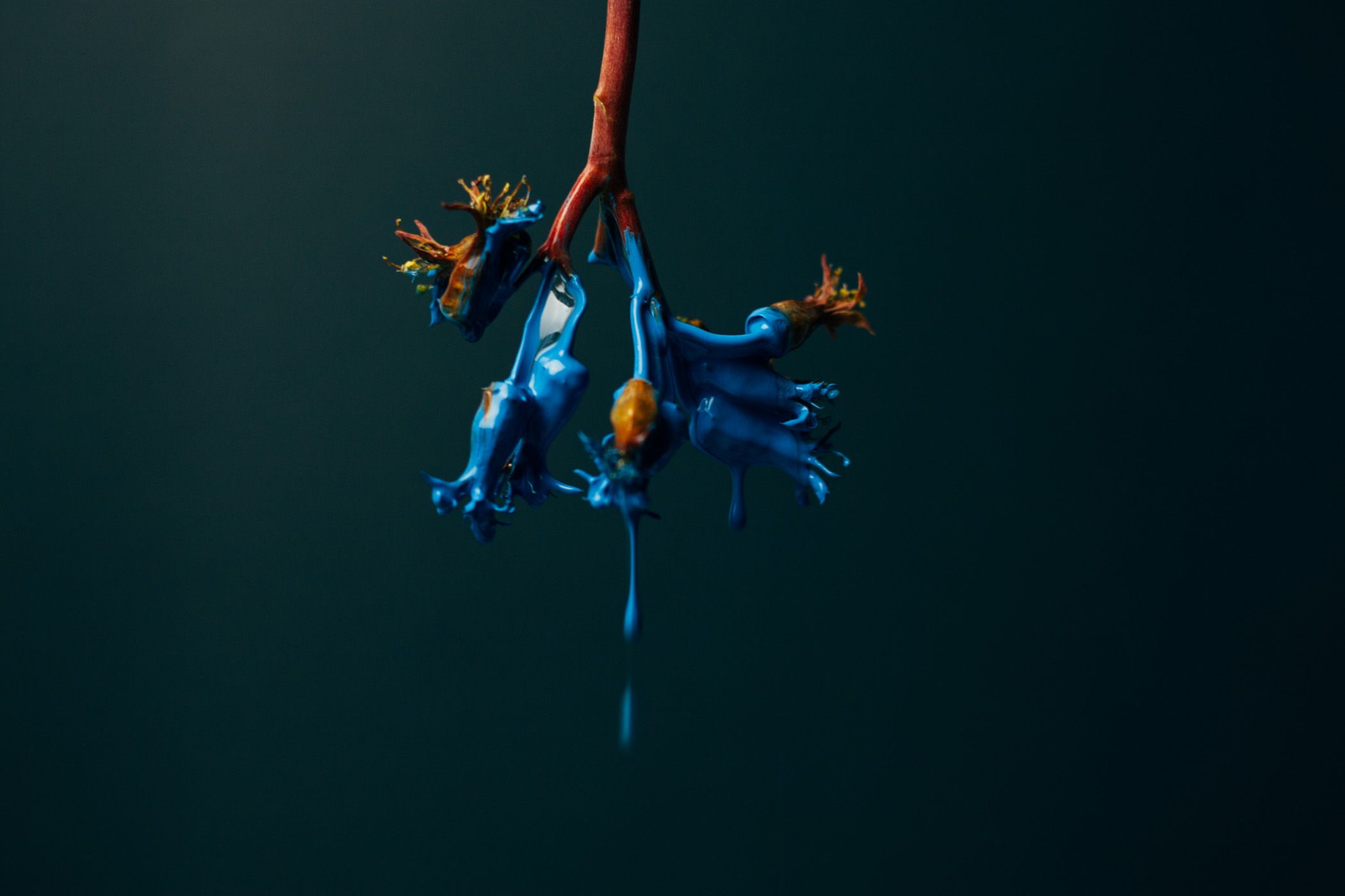 Alessandro Falchi – Fotografie