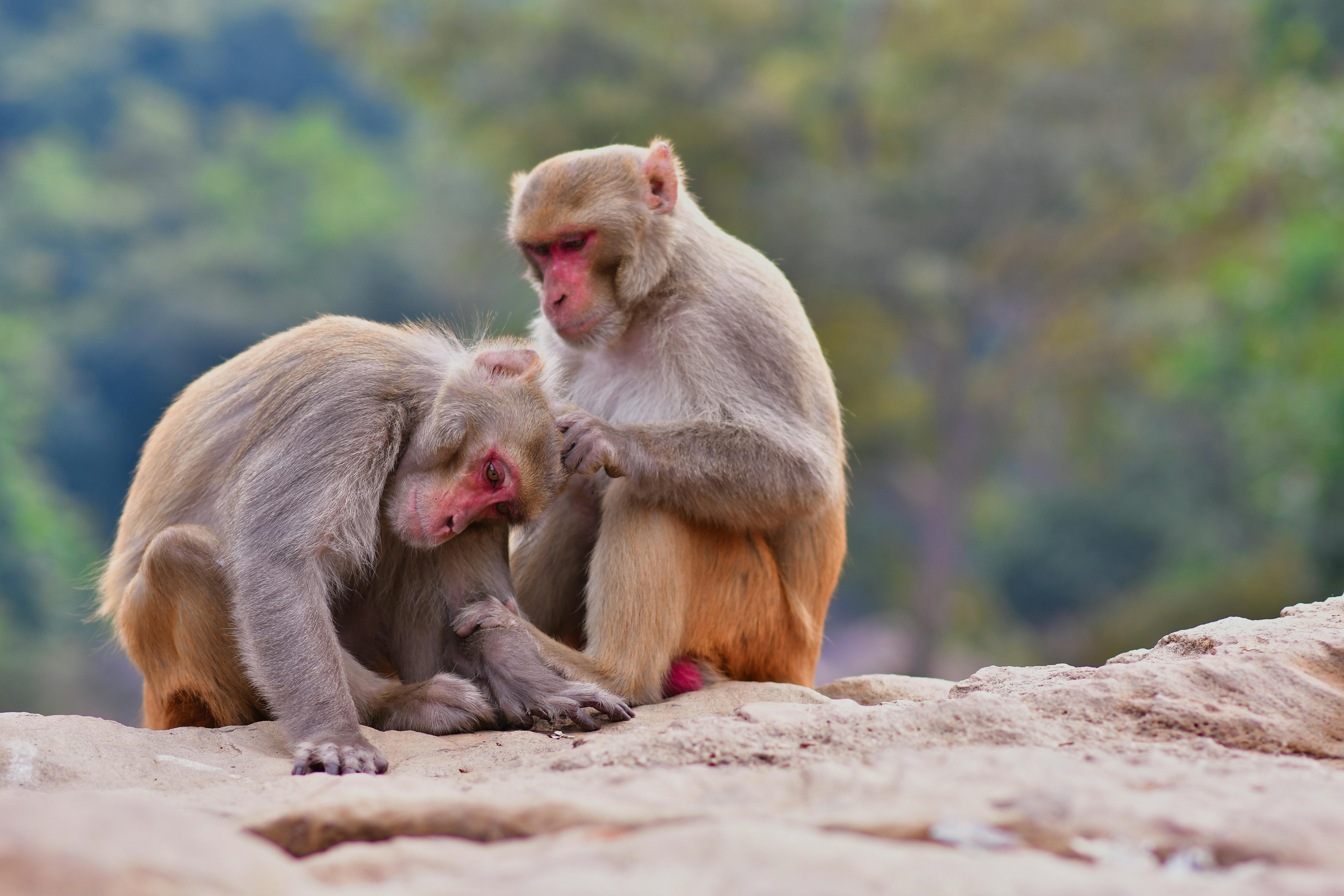 Adorable monkey scratching ear of companion in zoo · Free Stock Photo