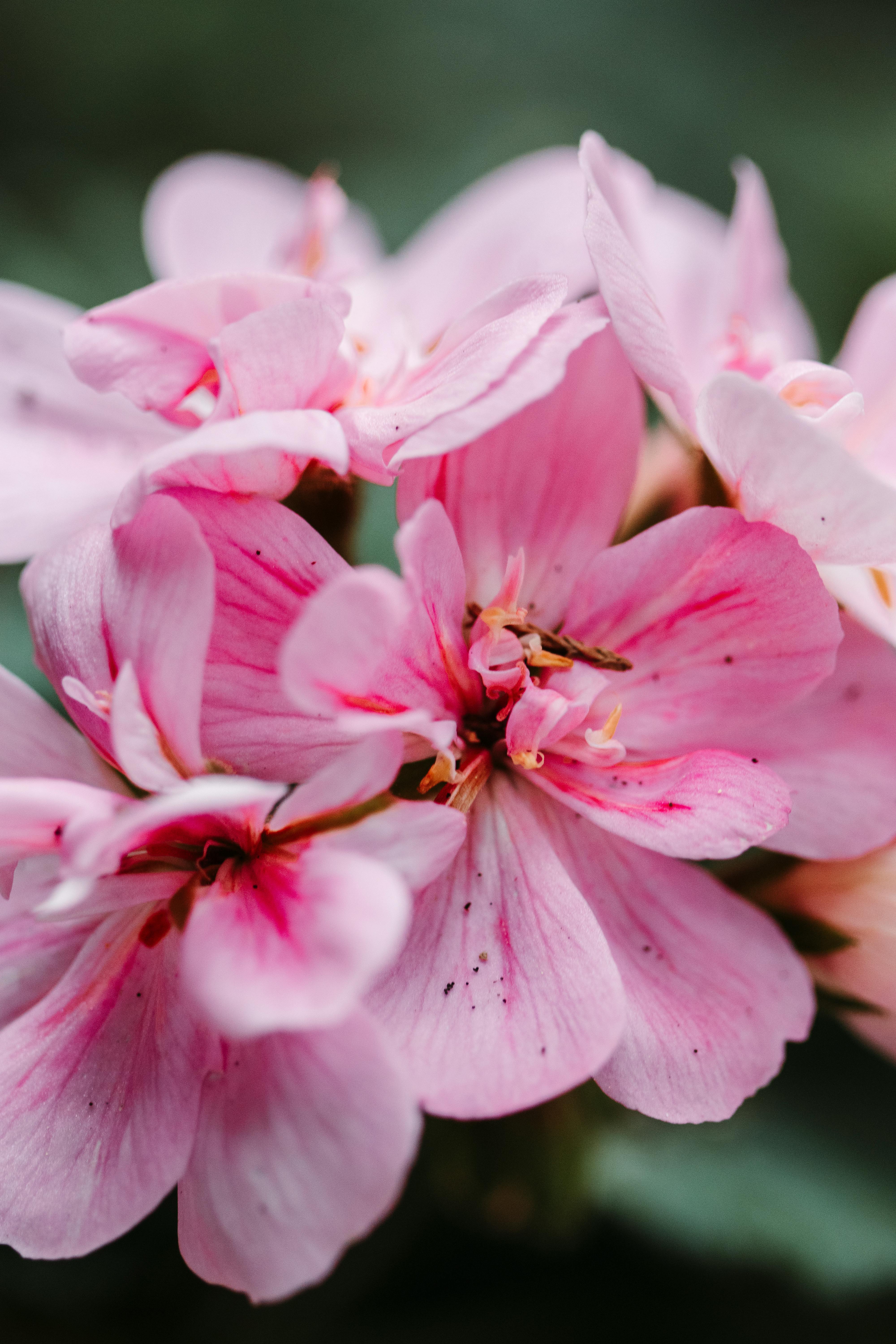 Pink Rose in Close Up View Image · Free Stock Photo