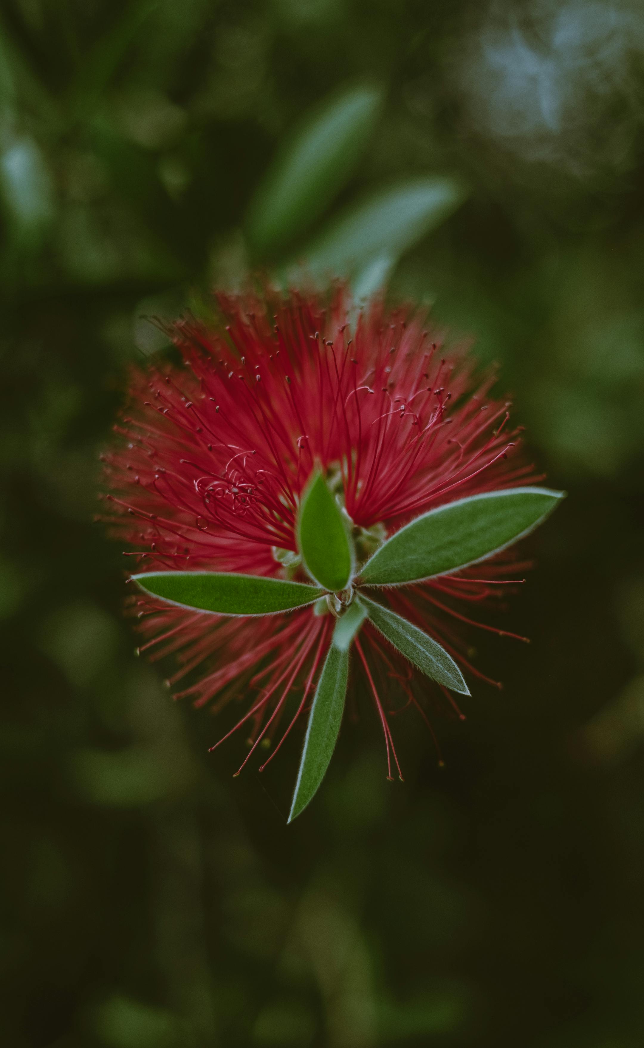 Leaves and spines of Callistemon rigidus plant growing in green garden ...