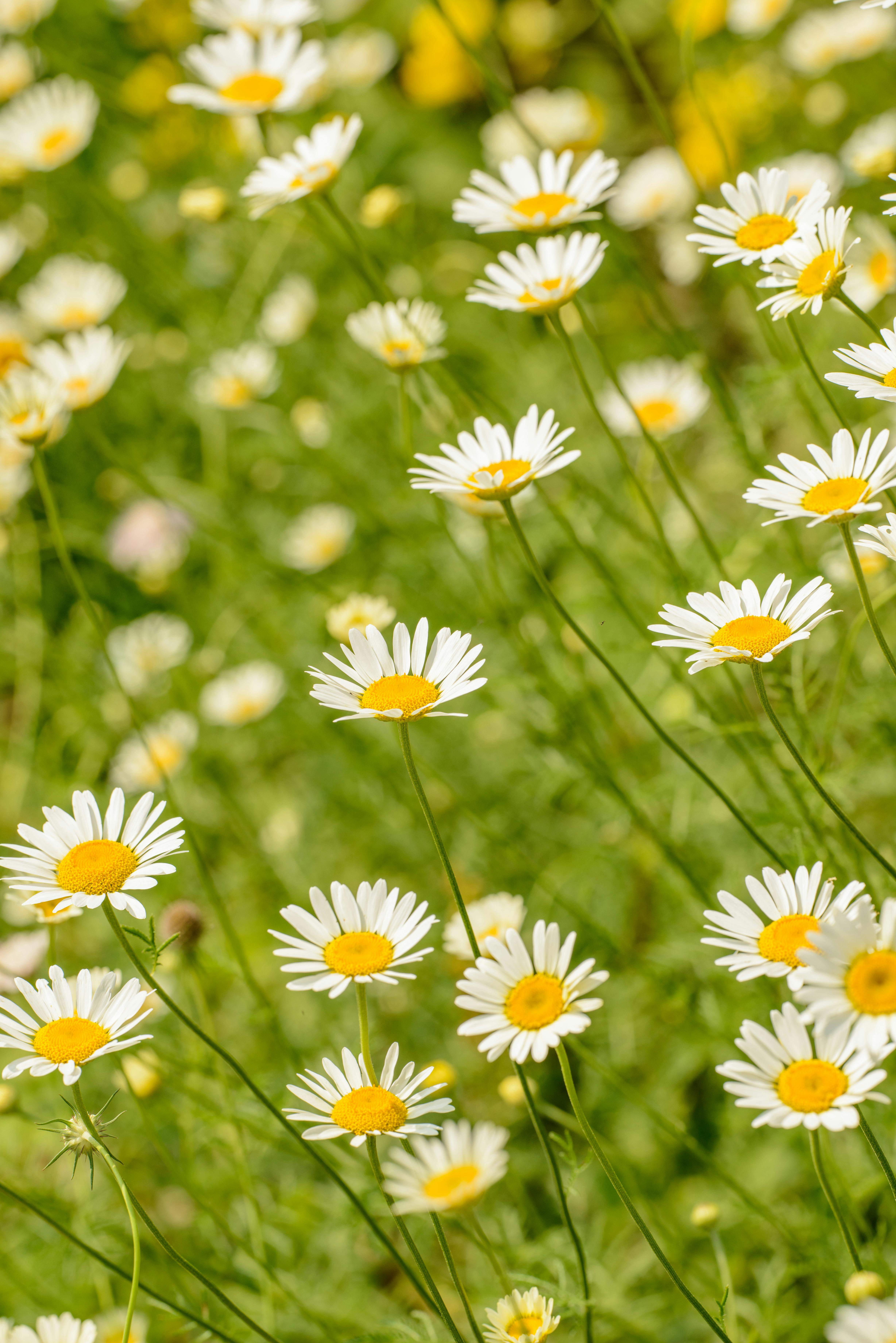 Close-up of a Daisy · Free Stock Photo