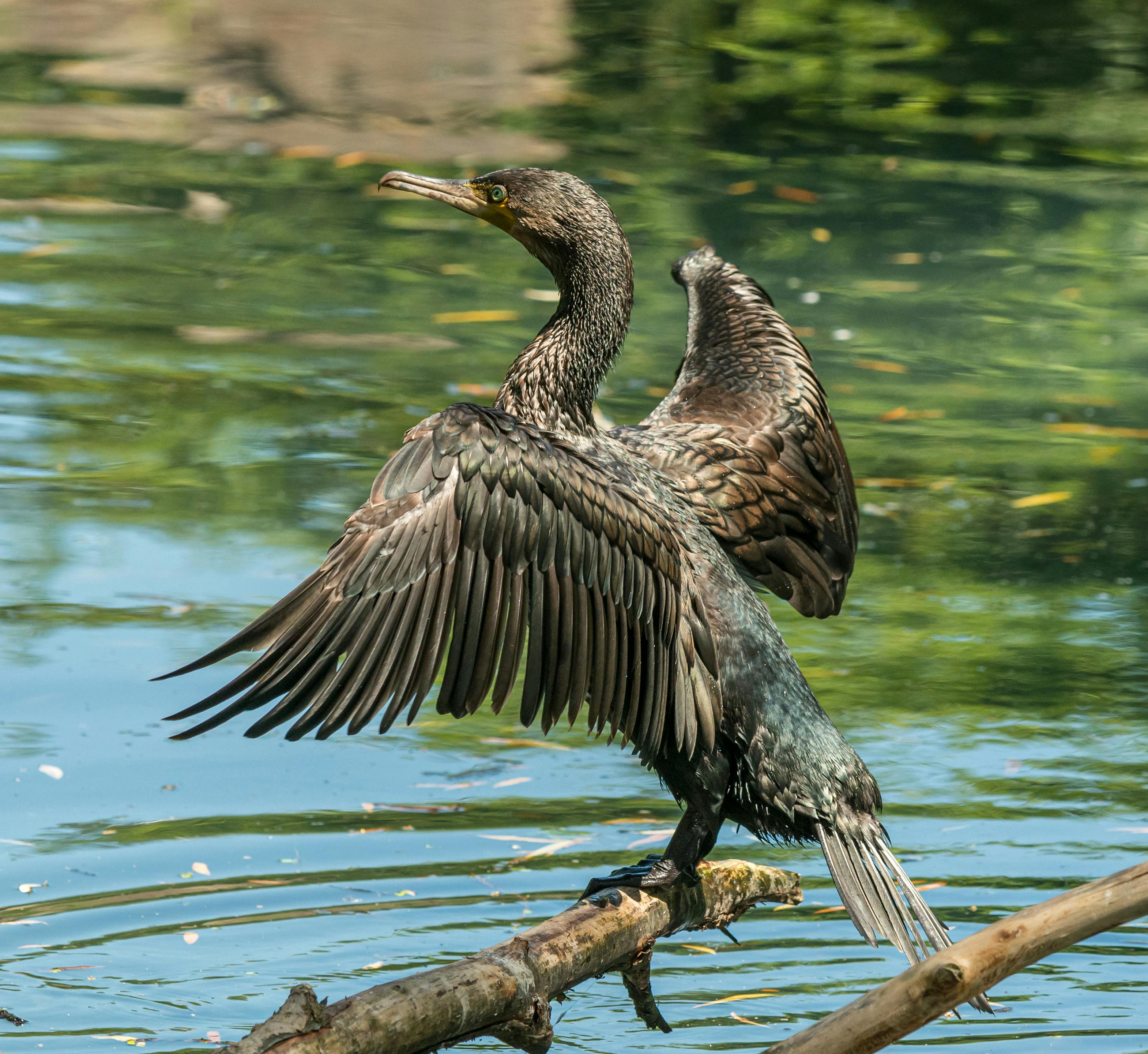 146+ Best Free Cormorant Stock Photos & Images · 100% Royalty-Free HD ...