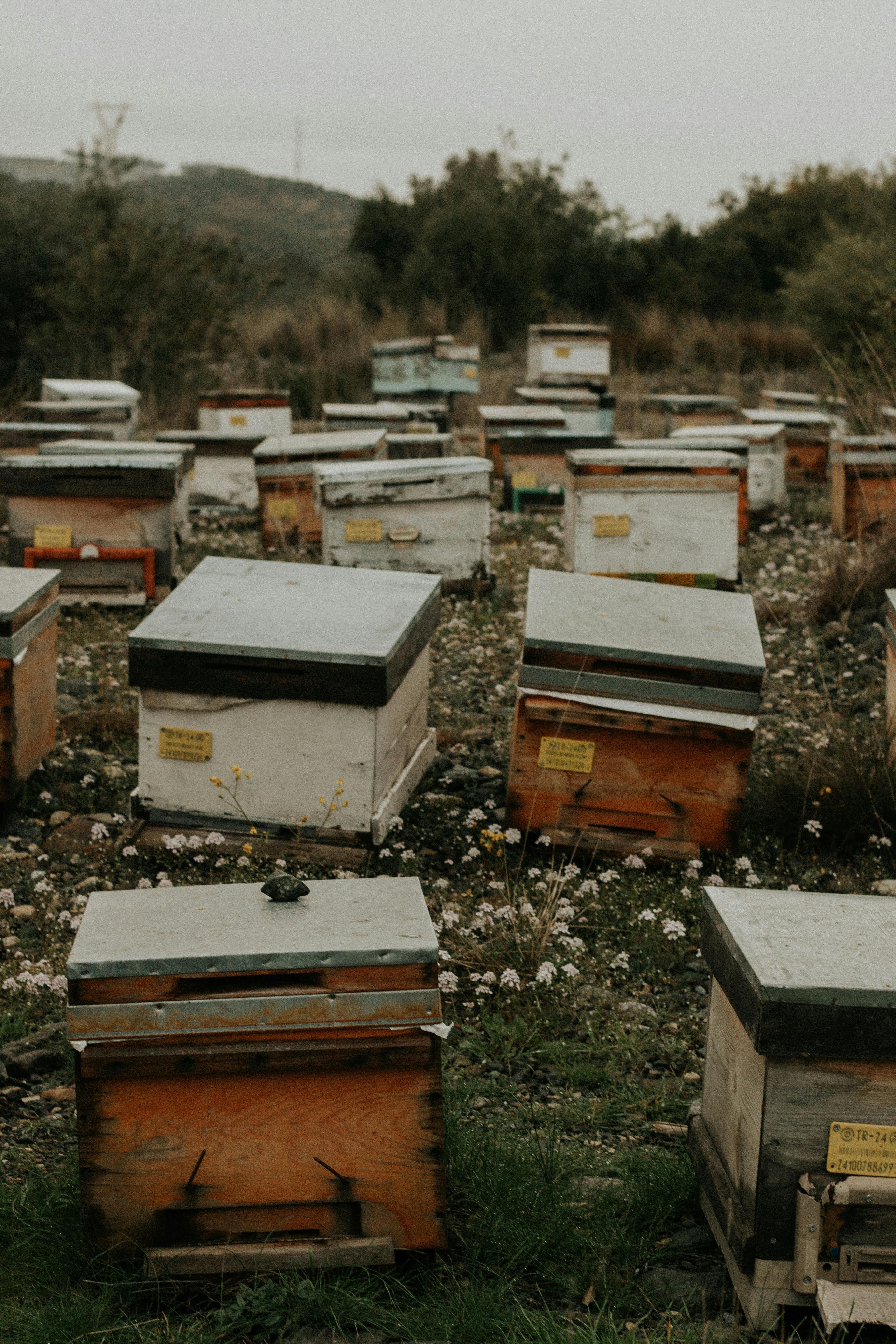 Beehives Photos, Download The BEST Free Beehives Stock Photos & HD Images