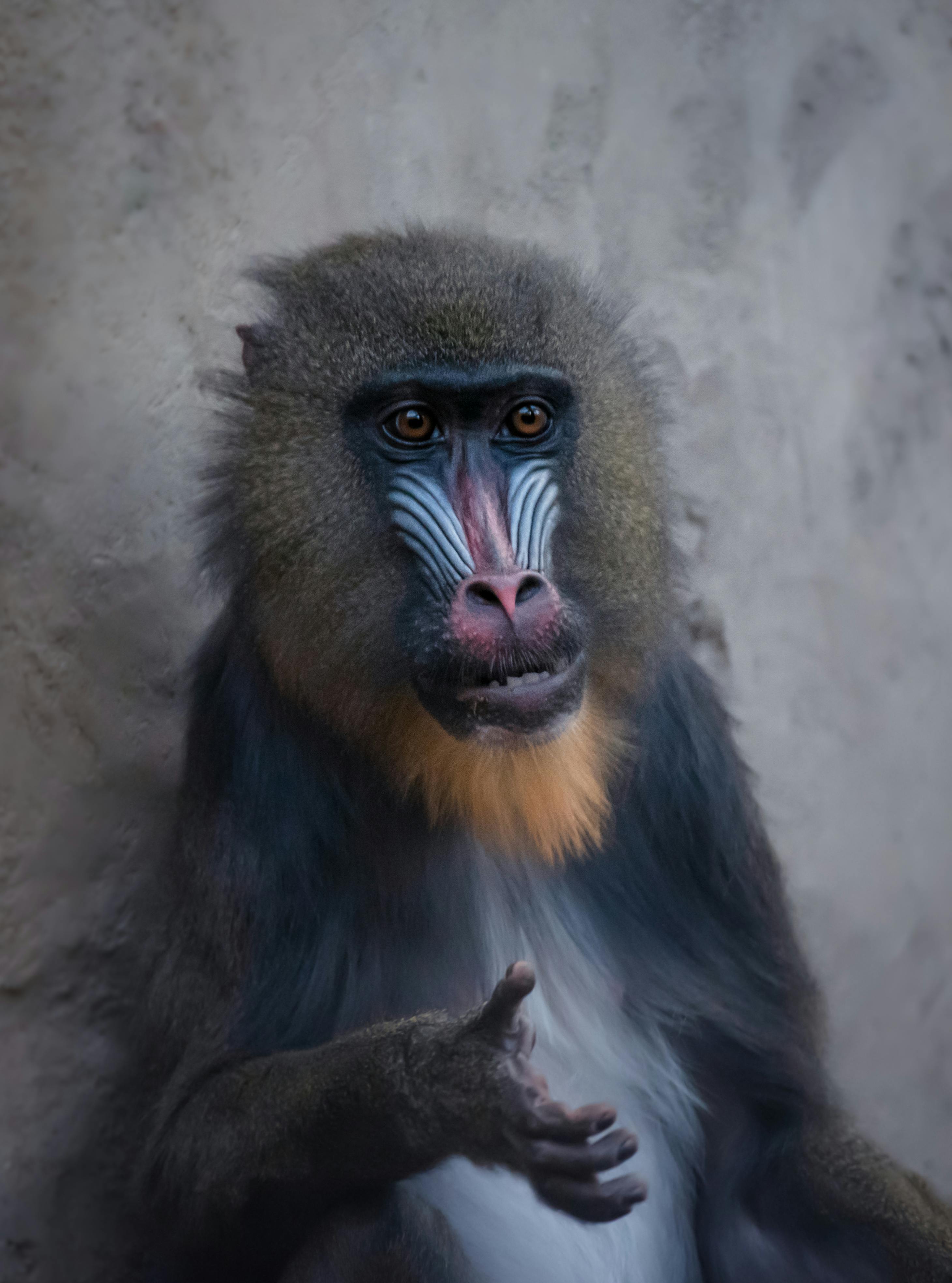 1,000+ Best Monkey Photos · 100% Free Download · Pexels Stock Photos