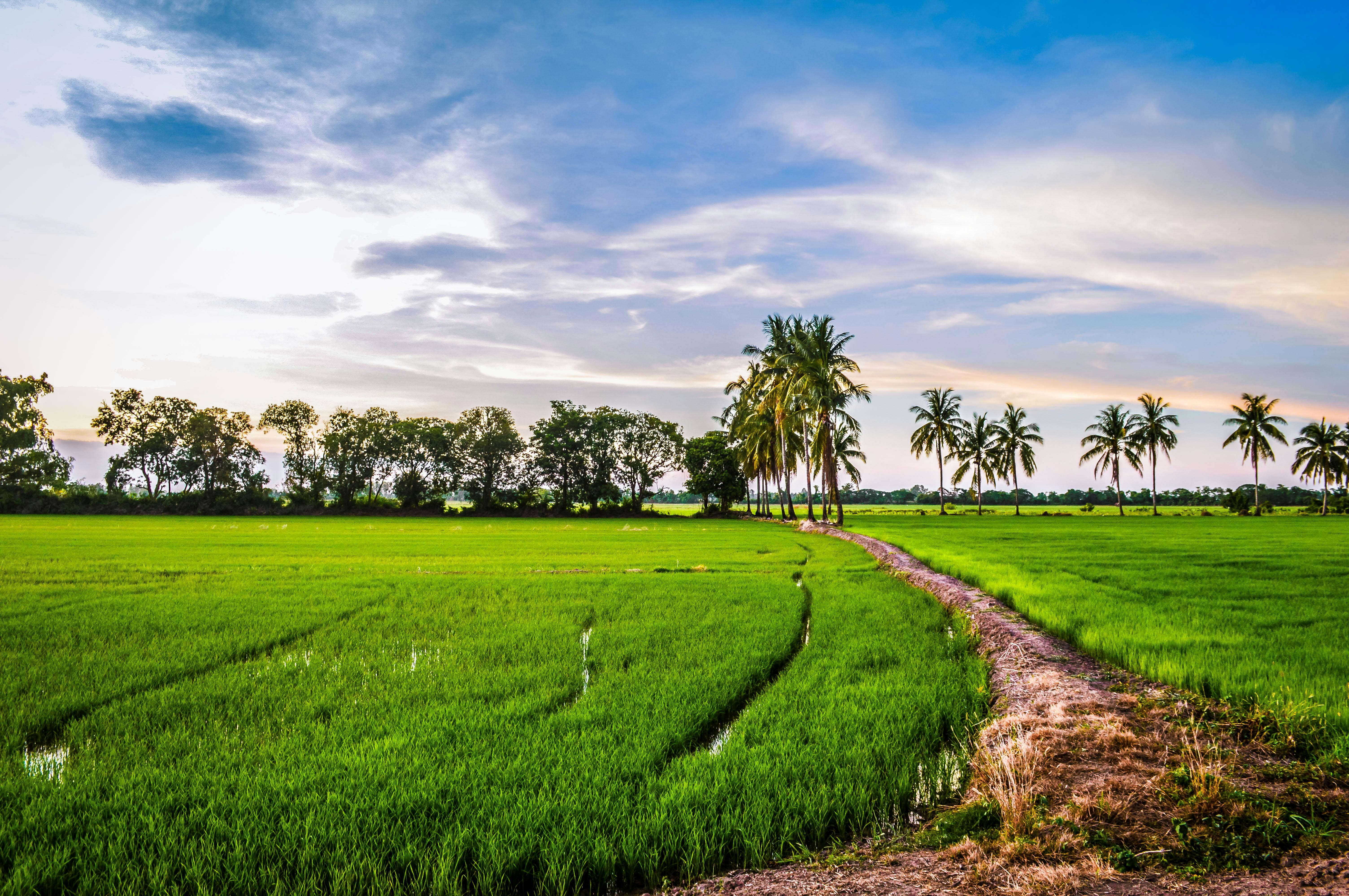 Free stock photo of afternoon, rice field