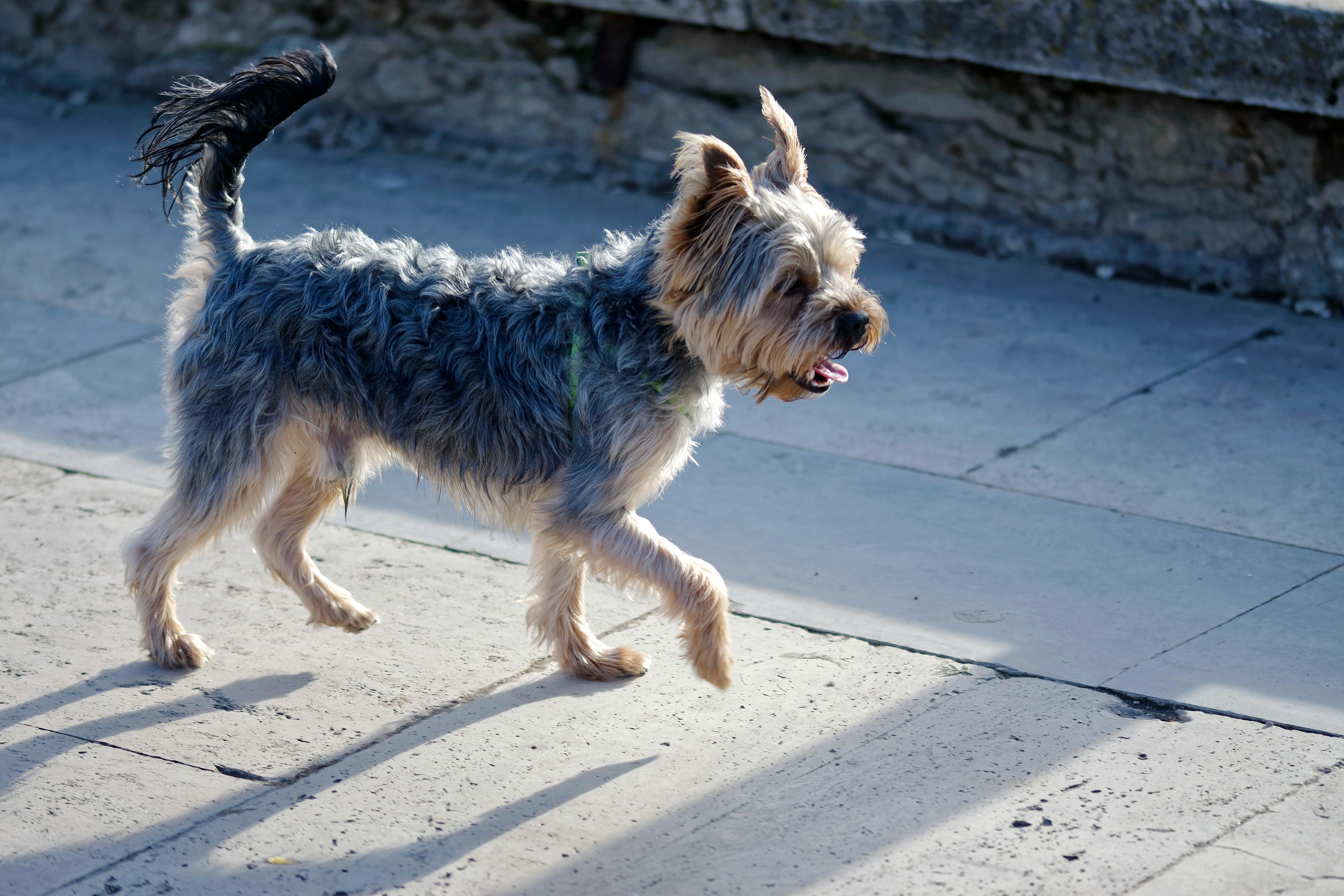 1000+ Amazing Animal Walking Photos Pexels · Free Stock Photos