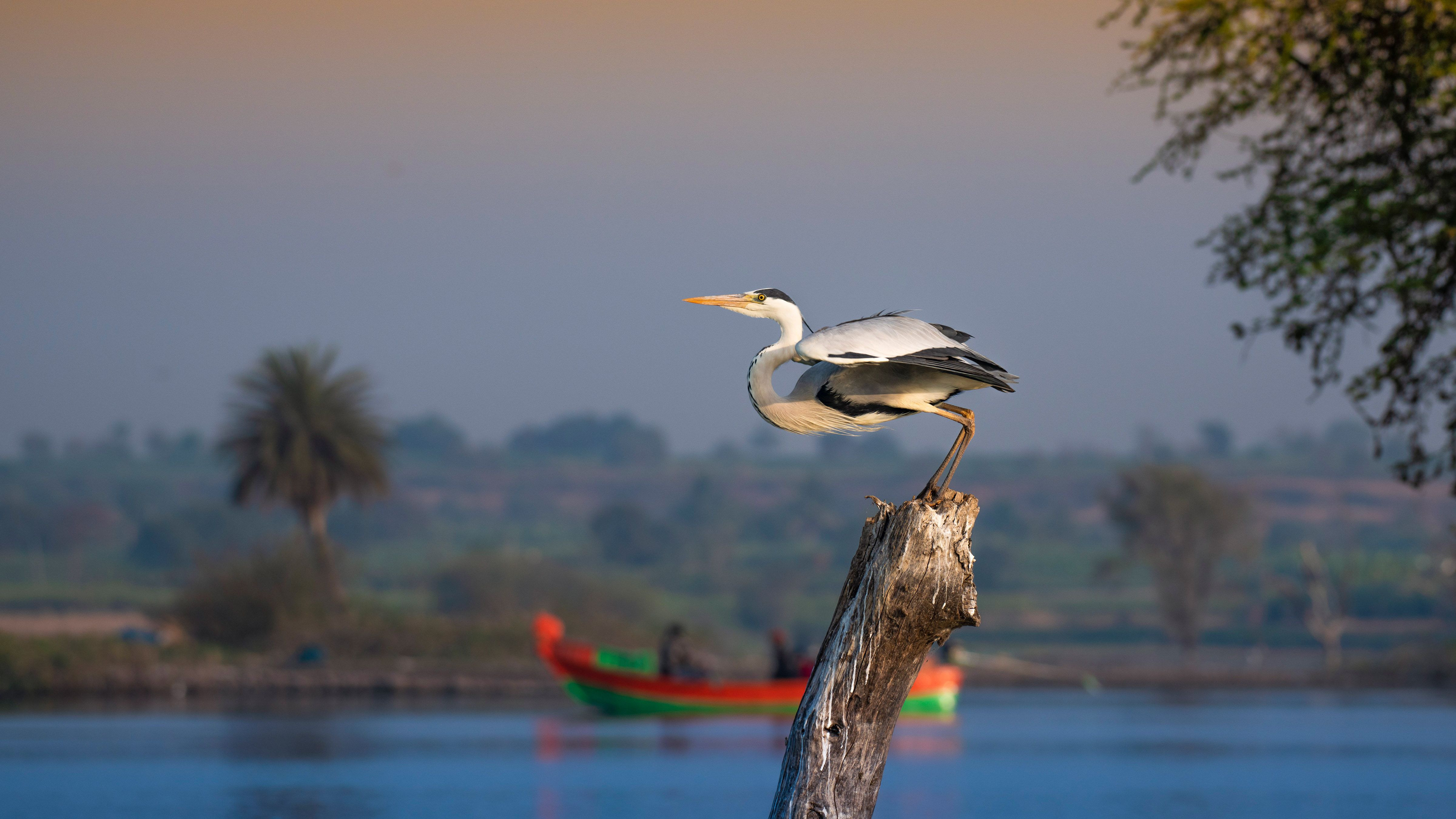 Graceful heron on tree in river · Free Stock Photo