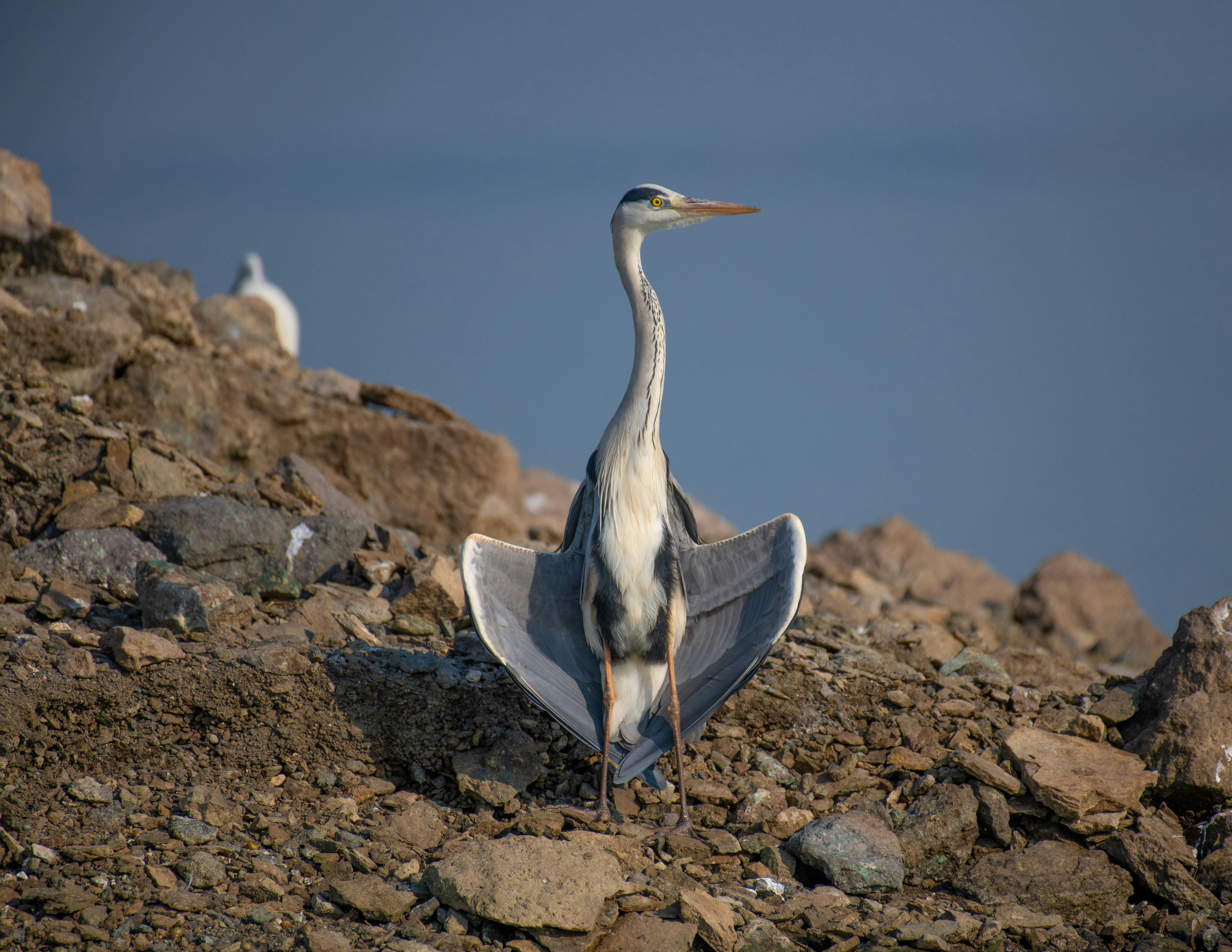 Wild seabird on stony ground in bright day · Free Stock Photo