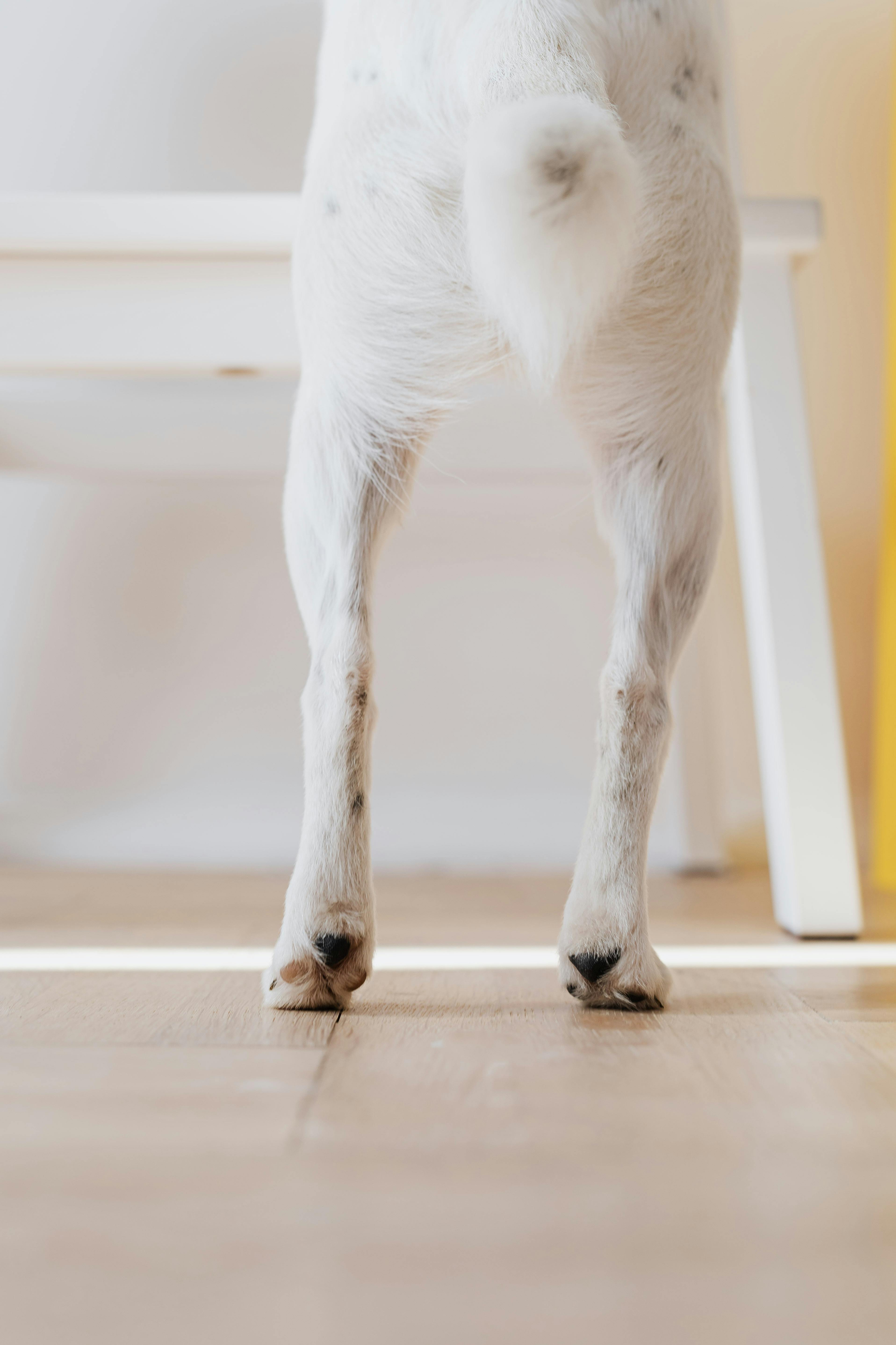 Photo Of Dog's Feet · Free Stock Photo