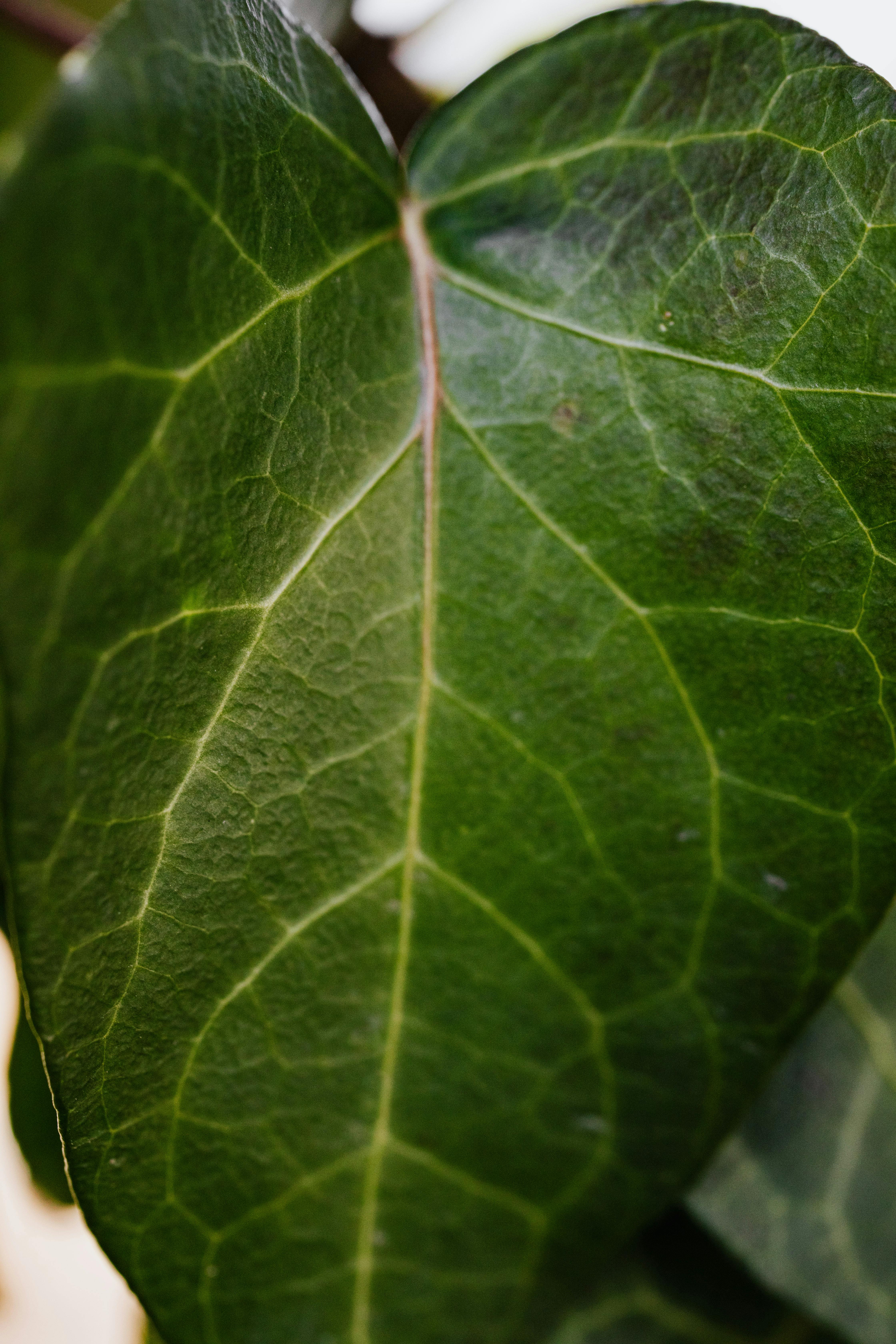 Structure of natural green leaf · Free Stock Photo