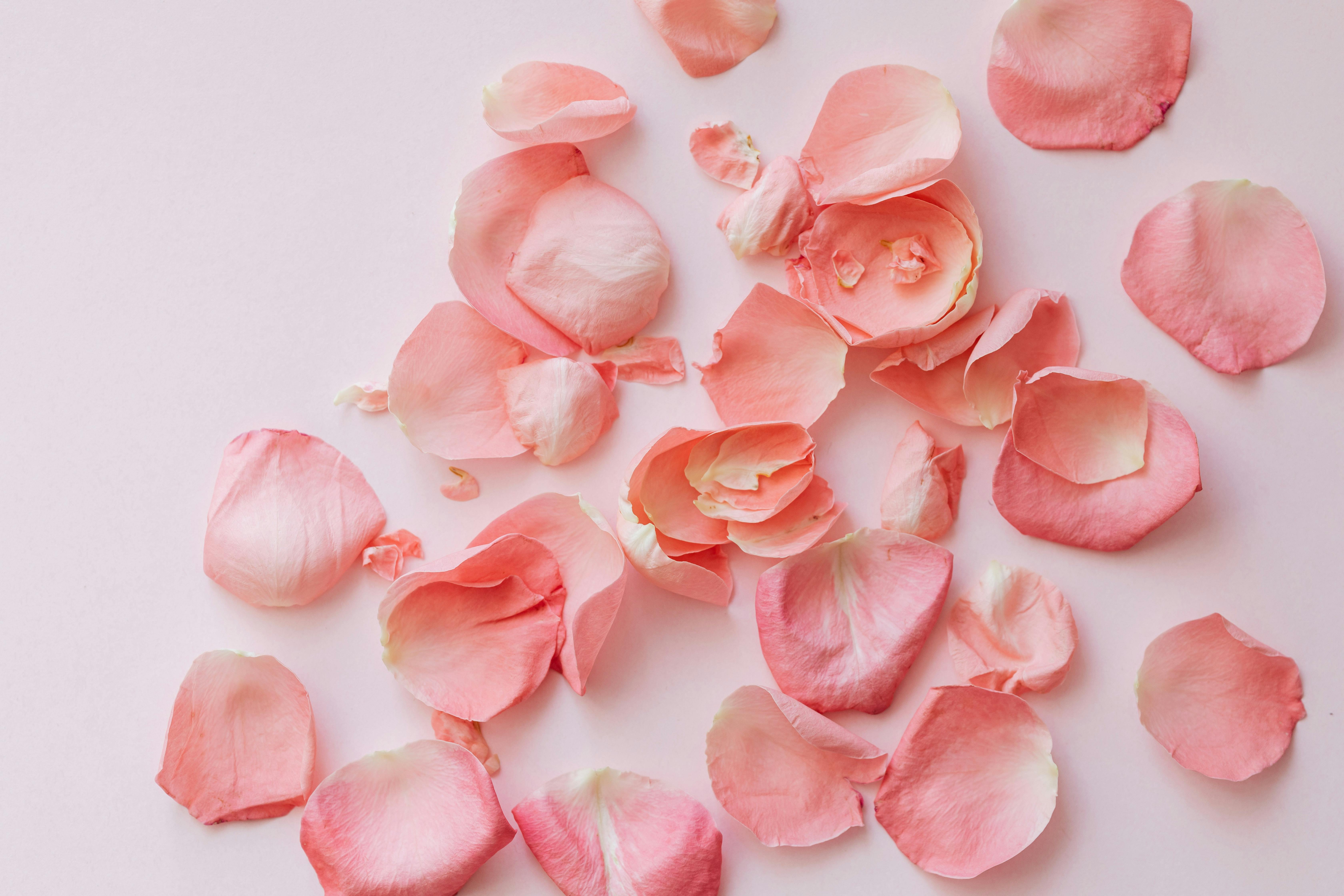 Set of rose petals · Free Stock Photo