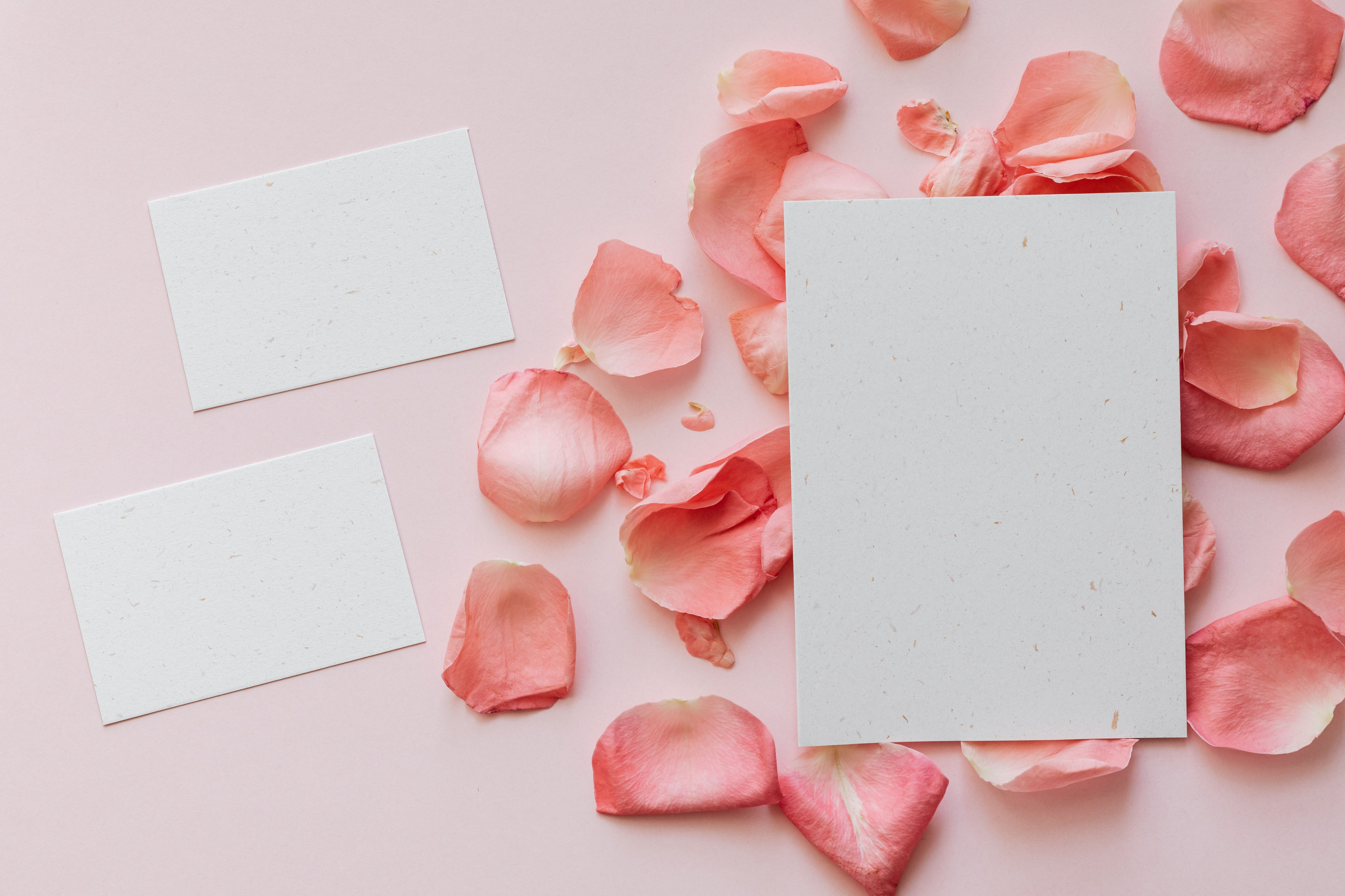 Empty card among pink rose petals · Free Stock Photo