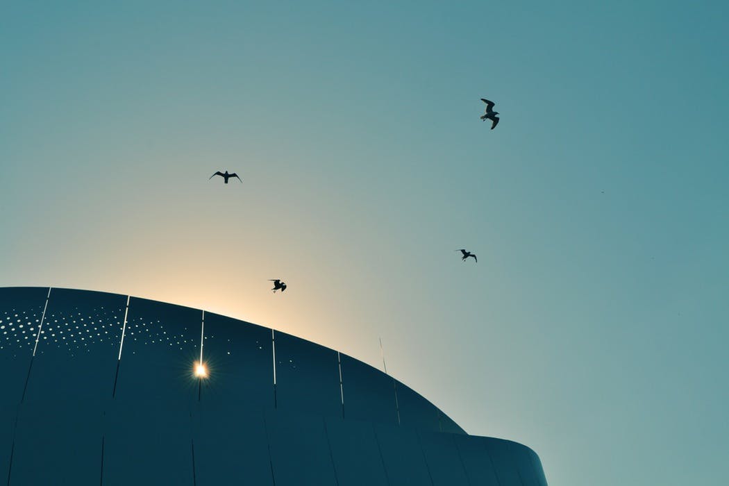 Birds Flying · Free Stock Photo
