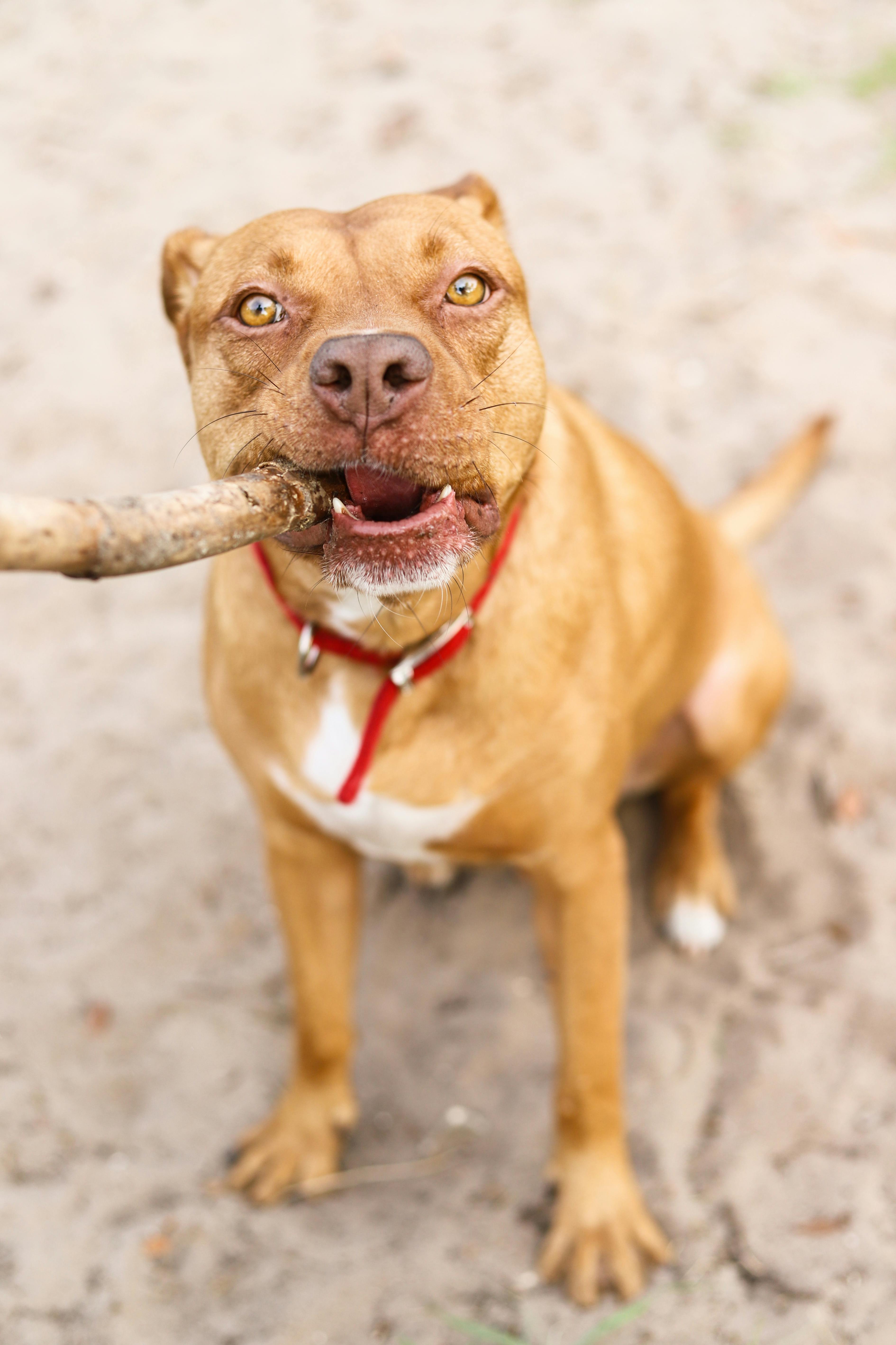 Free stock photo of dog, dogs, pitbull