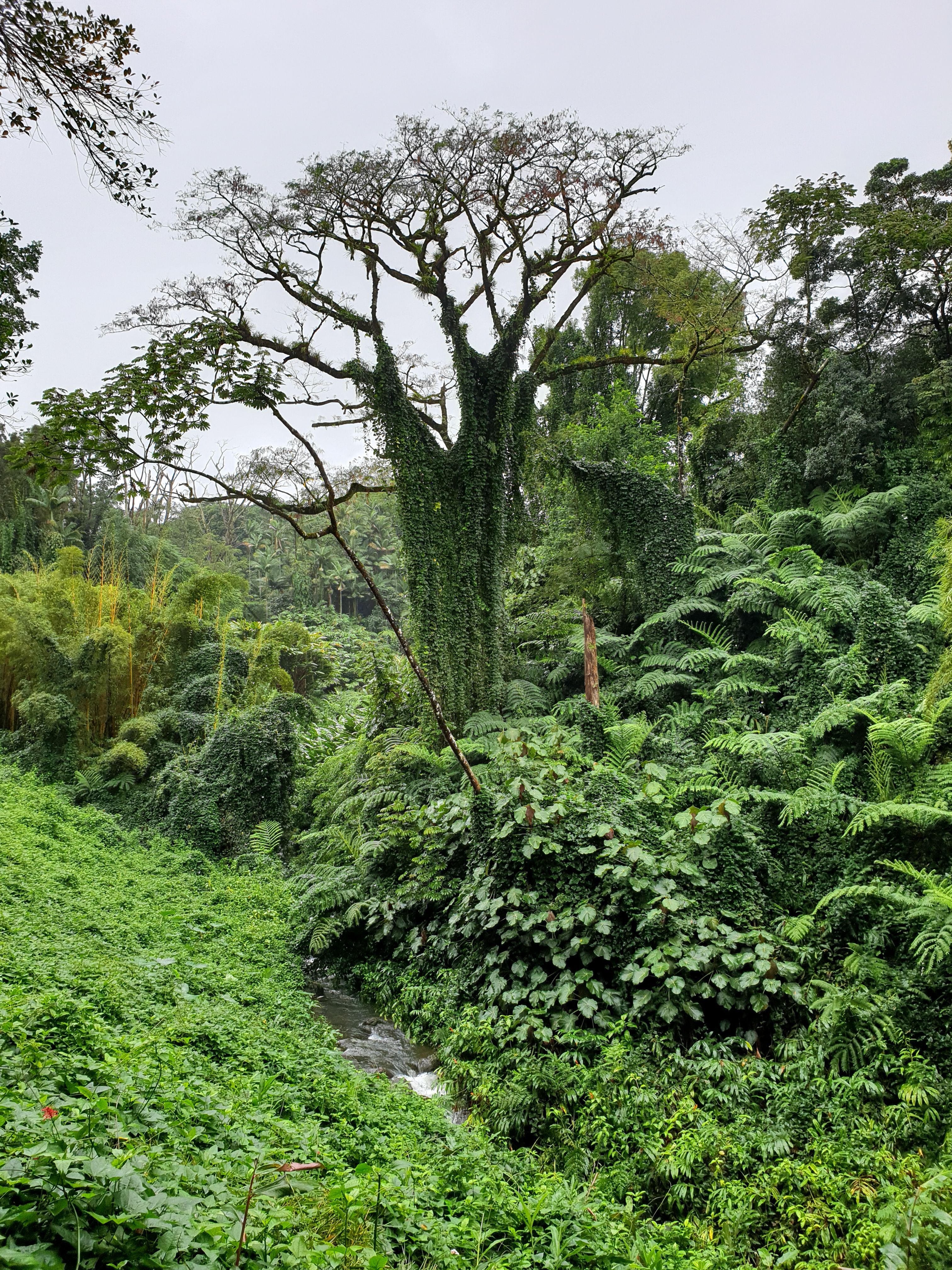 Bright greenery woodland with small creek under serene sky · Free Stock ...