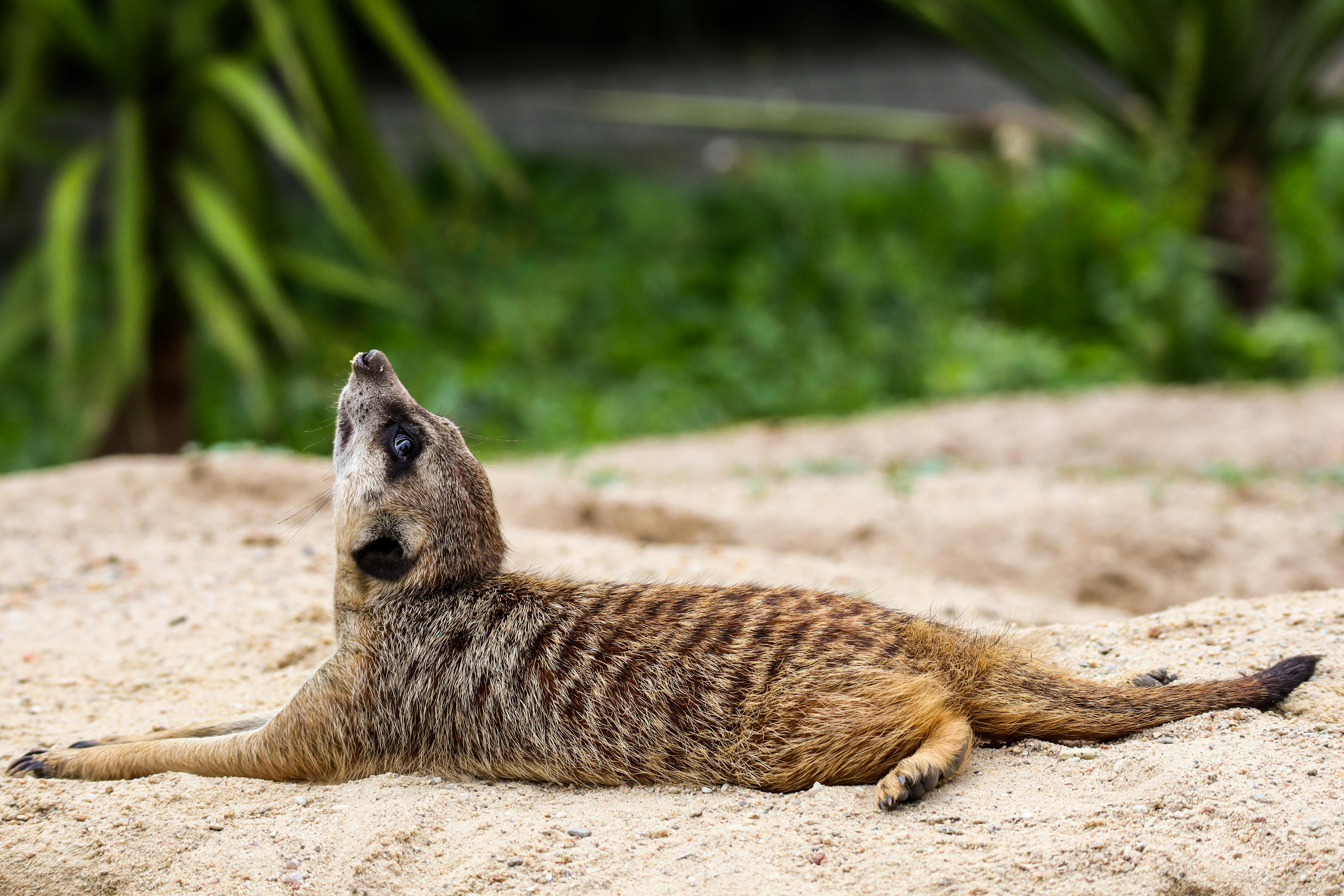 Free stock photo of krásné zvíře, roztomilost, surikata