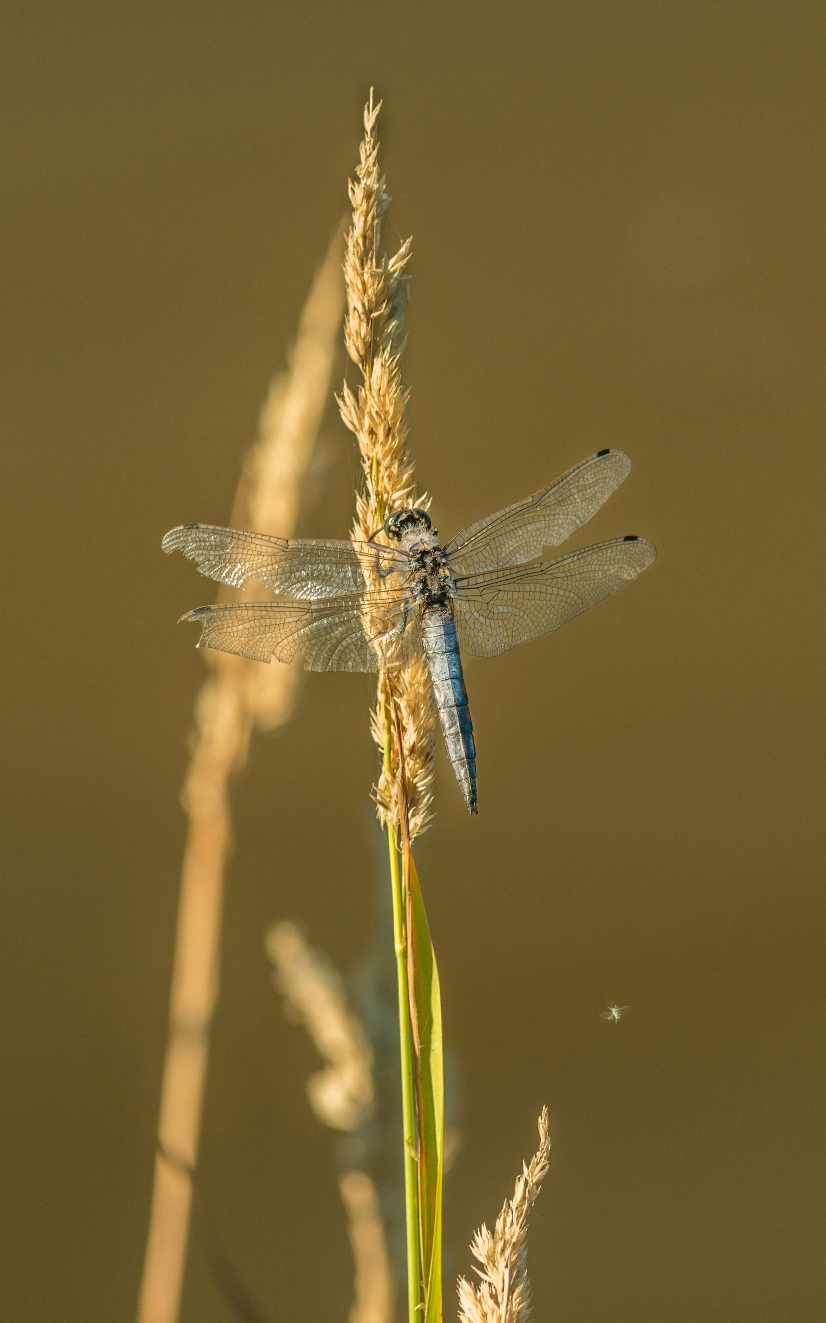 Close-Up Photo of Blue Dragonfly · Free Stock Photo