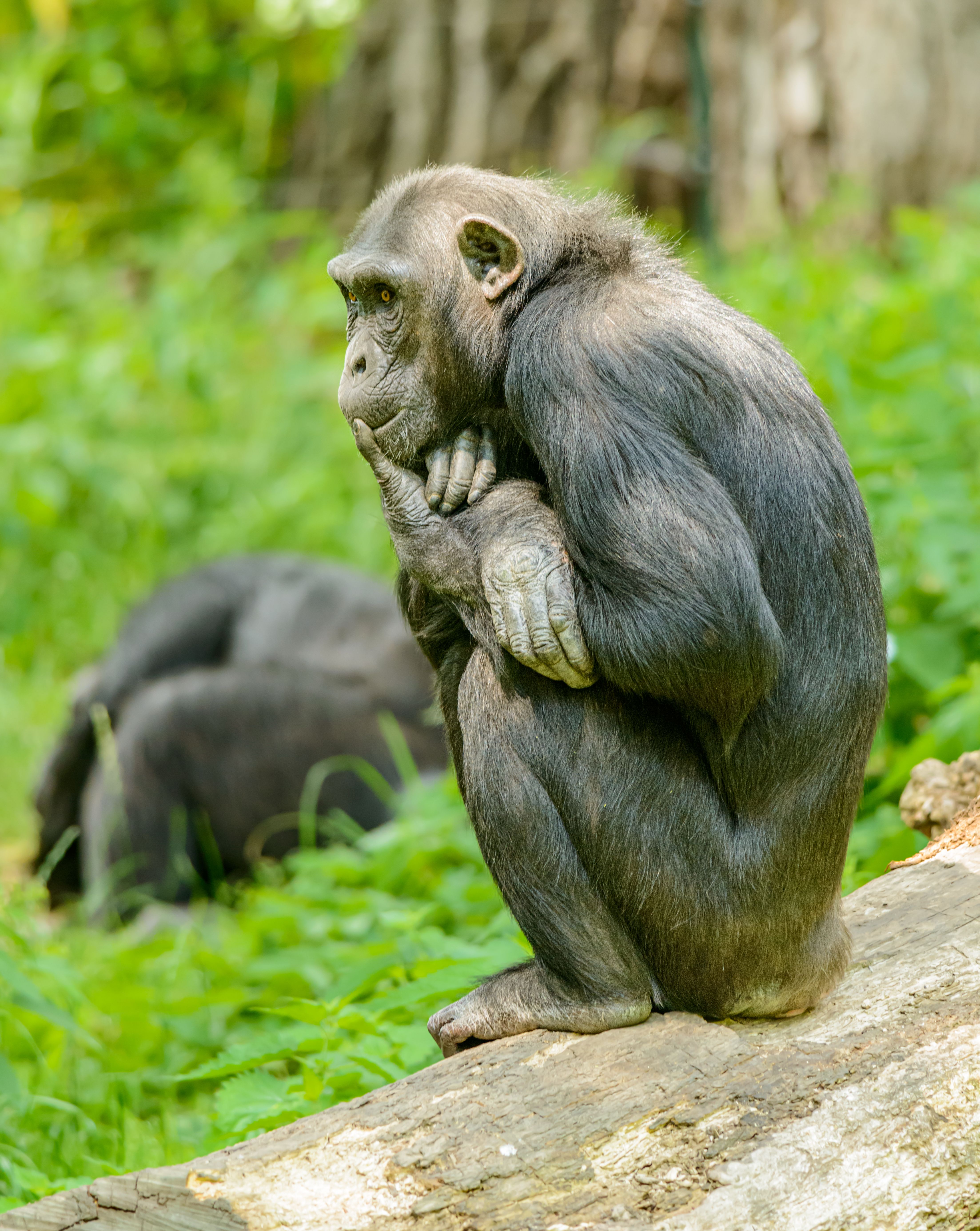 An Ape Sitting On Concrete · Free Stock Photo