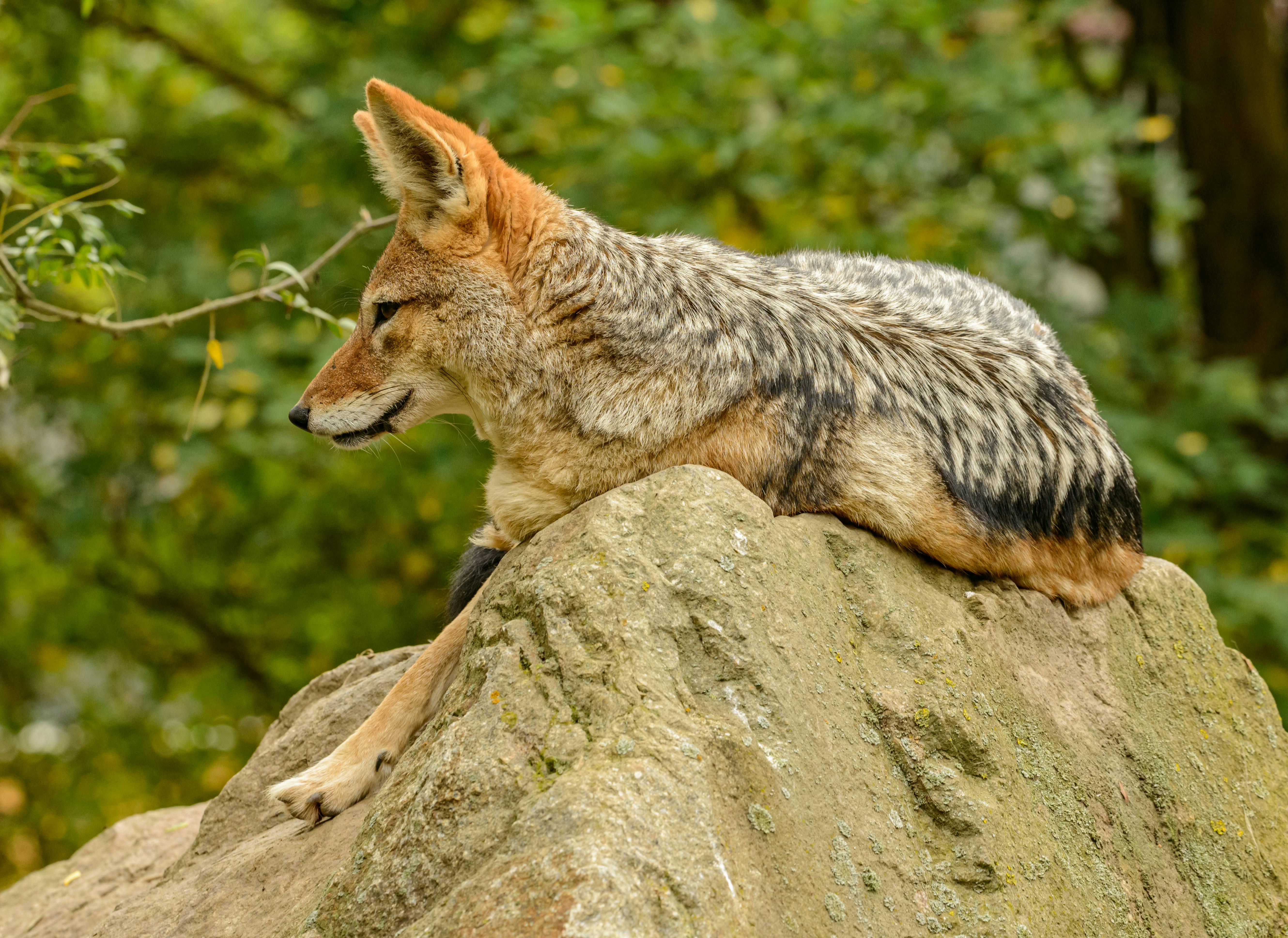 Ethiopian Fox Photos, Download The BEST Free Ethiopian Fox Stock Photos & HD Images