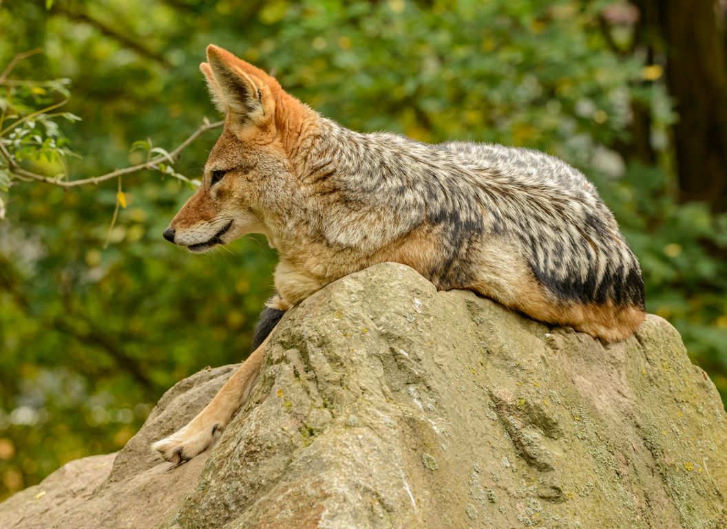 Animals in Chile: Exploring Unique Species and Habitats