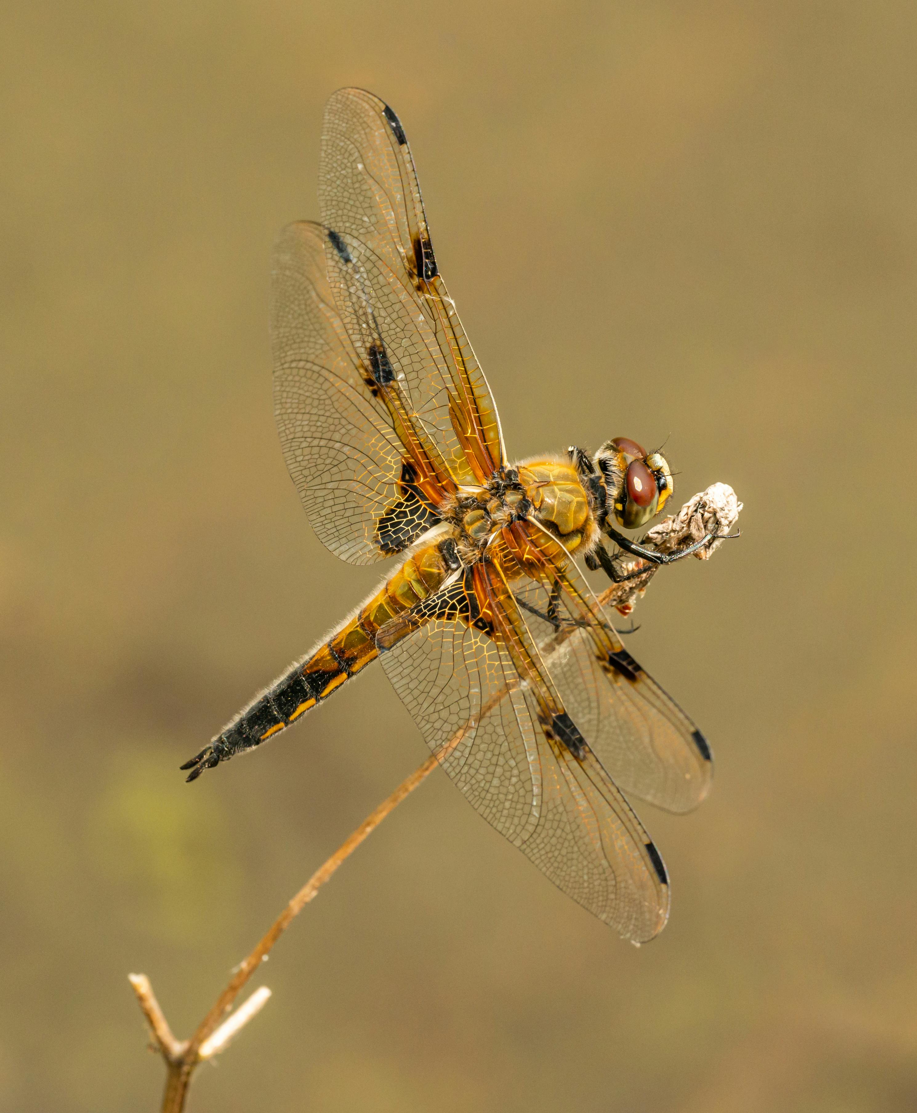 Close-Up Photo Of Dragonfly · Free Stock Photo