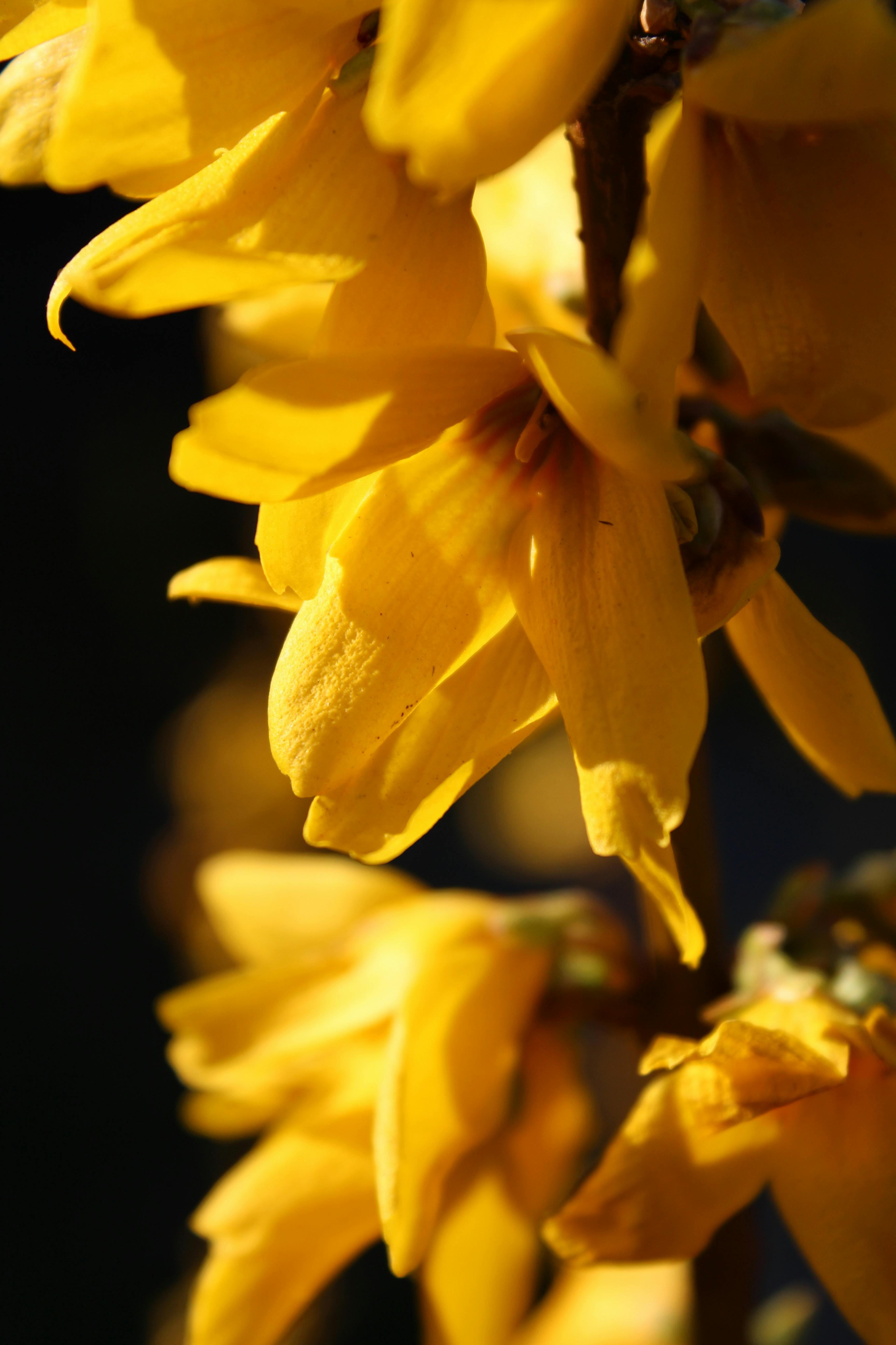 Close-Up Photo of Yellow Flowers · Free Stock Photo