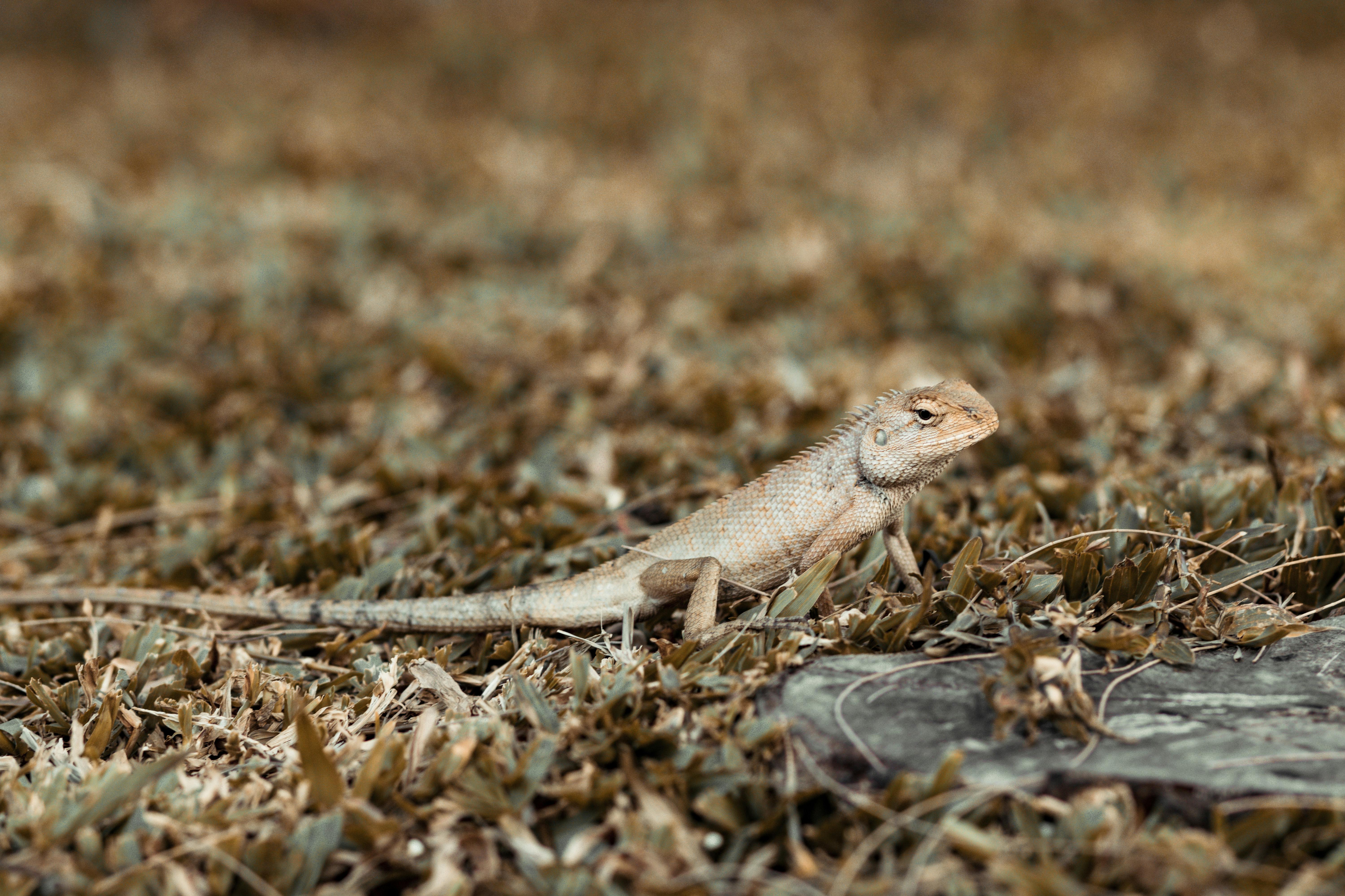 Brown Lizard on Brown Dried Grass · Free Stock Photo
