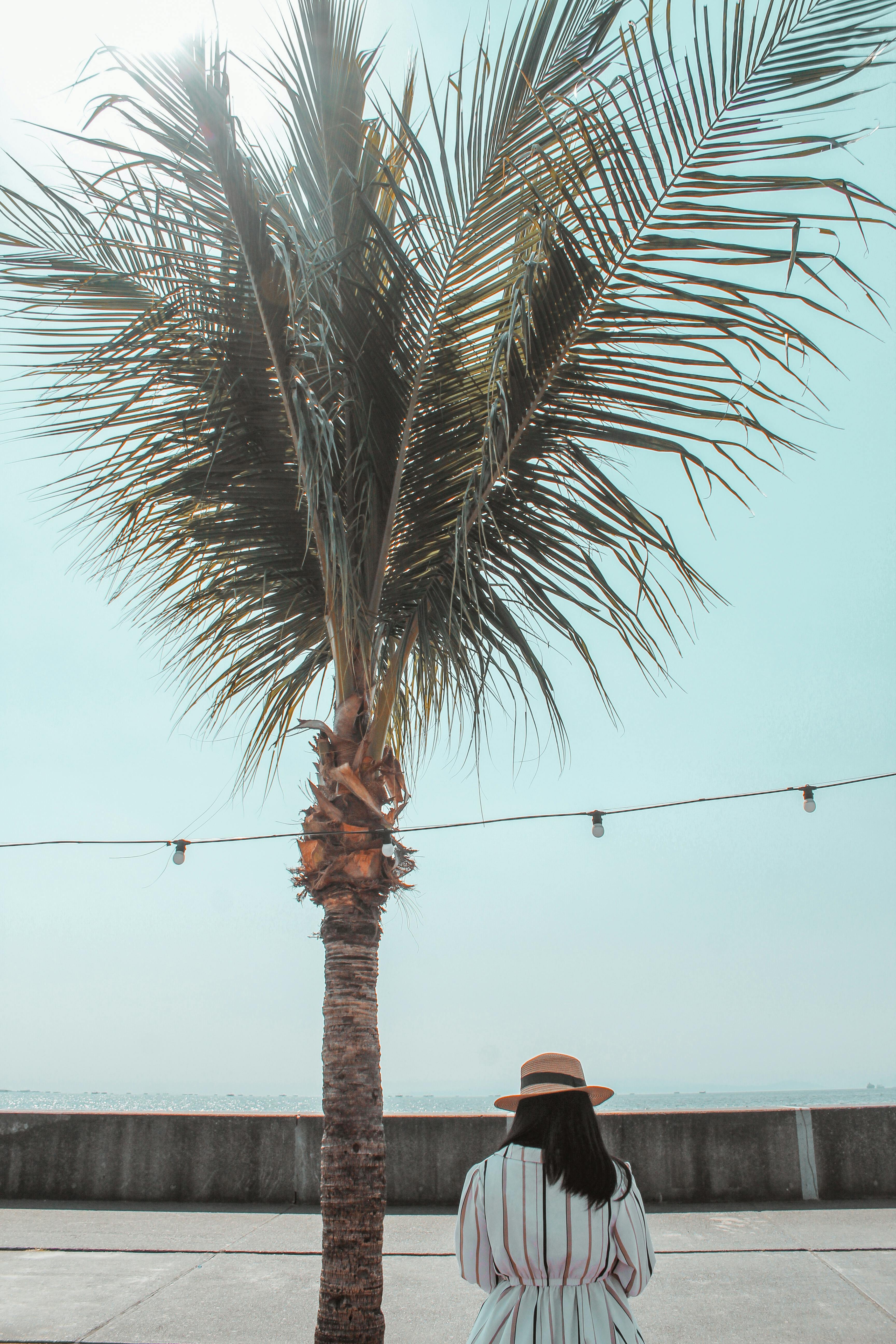 Photo Of Person Near Palm Tree · Free Stock Photo