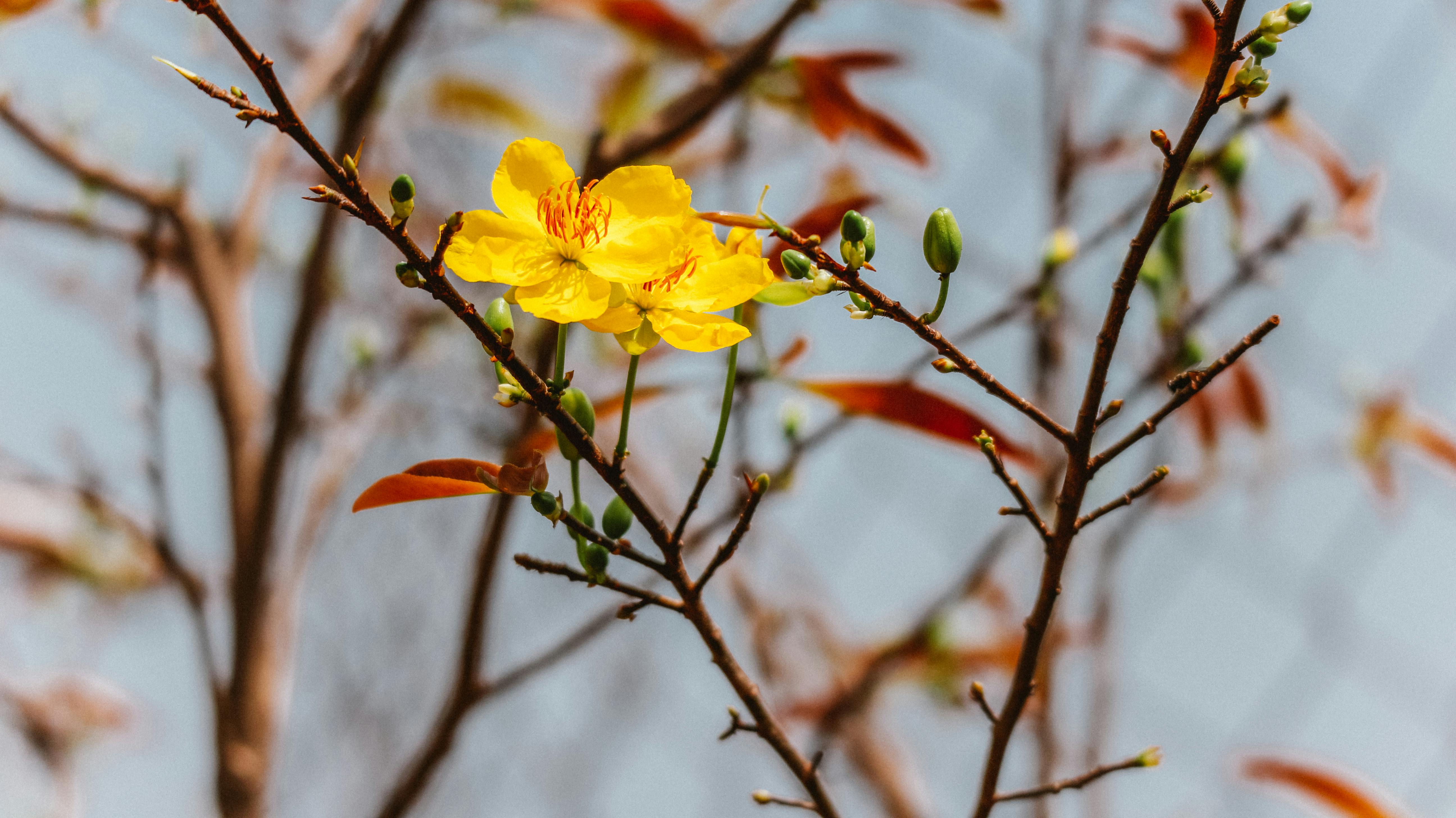 Free stock photo of hoa, hoa mùa xuân, nụ hoa