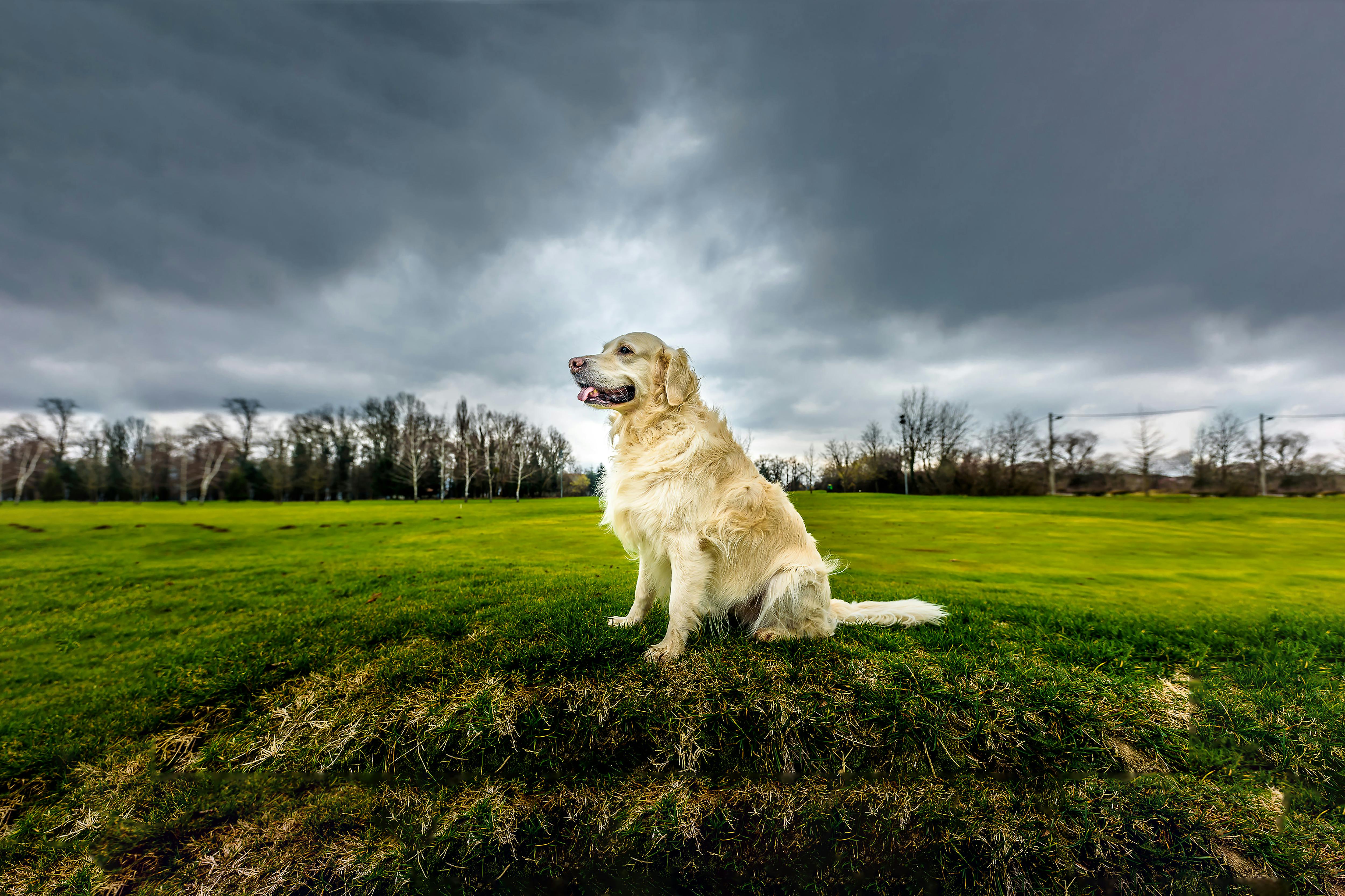 Spring Dog Photos, Download Free Spring Dog Stock Photos & HD Images
