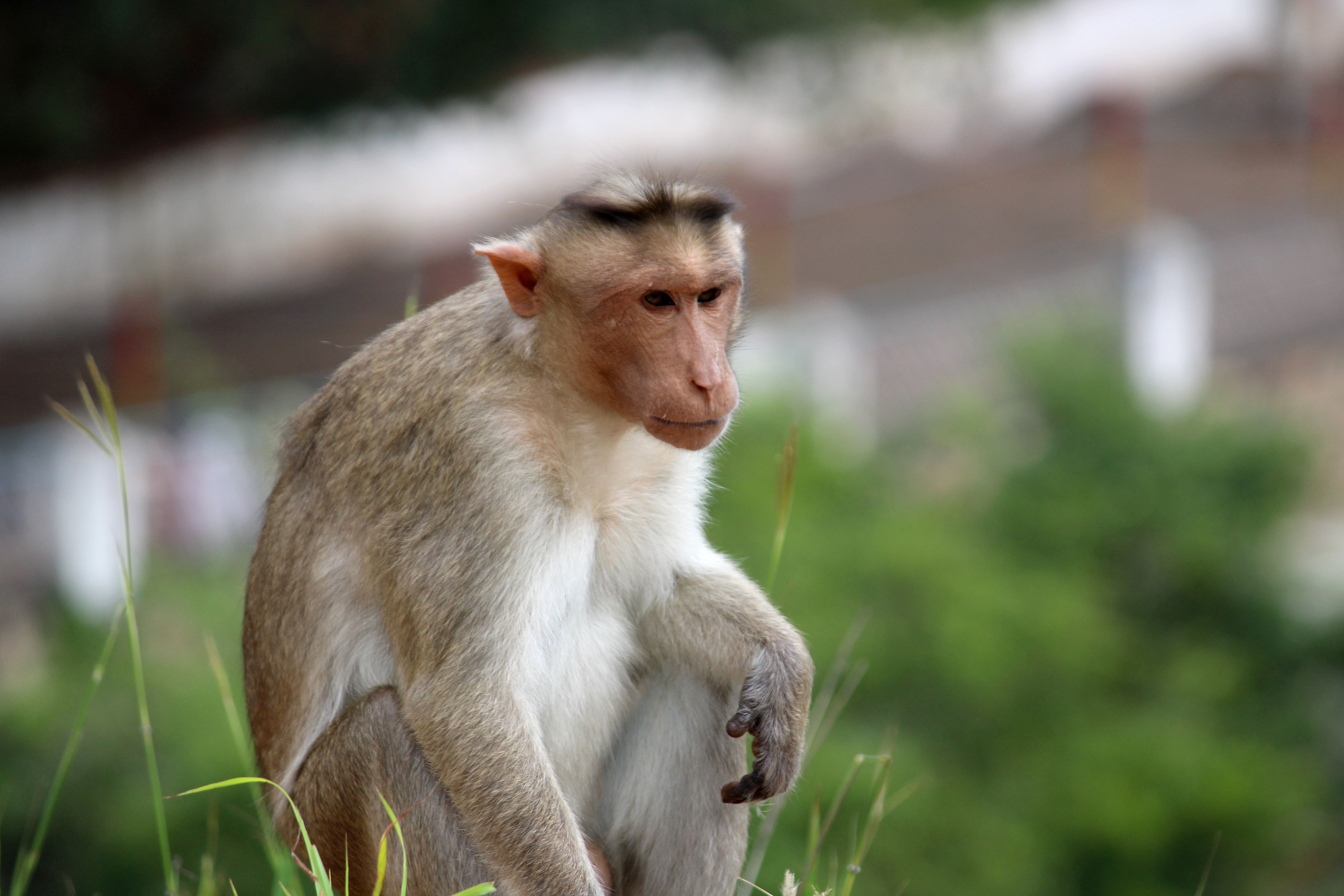 Tow Monkey Holding the Rope on Brown Wooden Log Near Body of Water ...