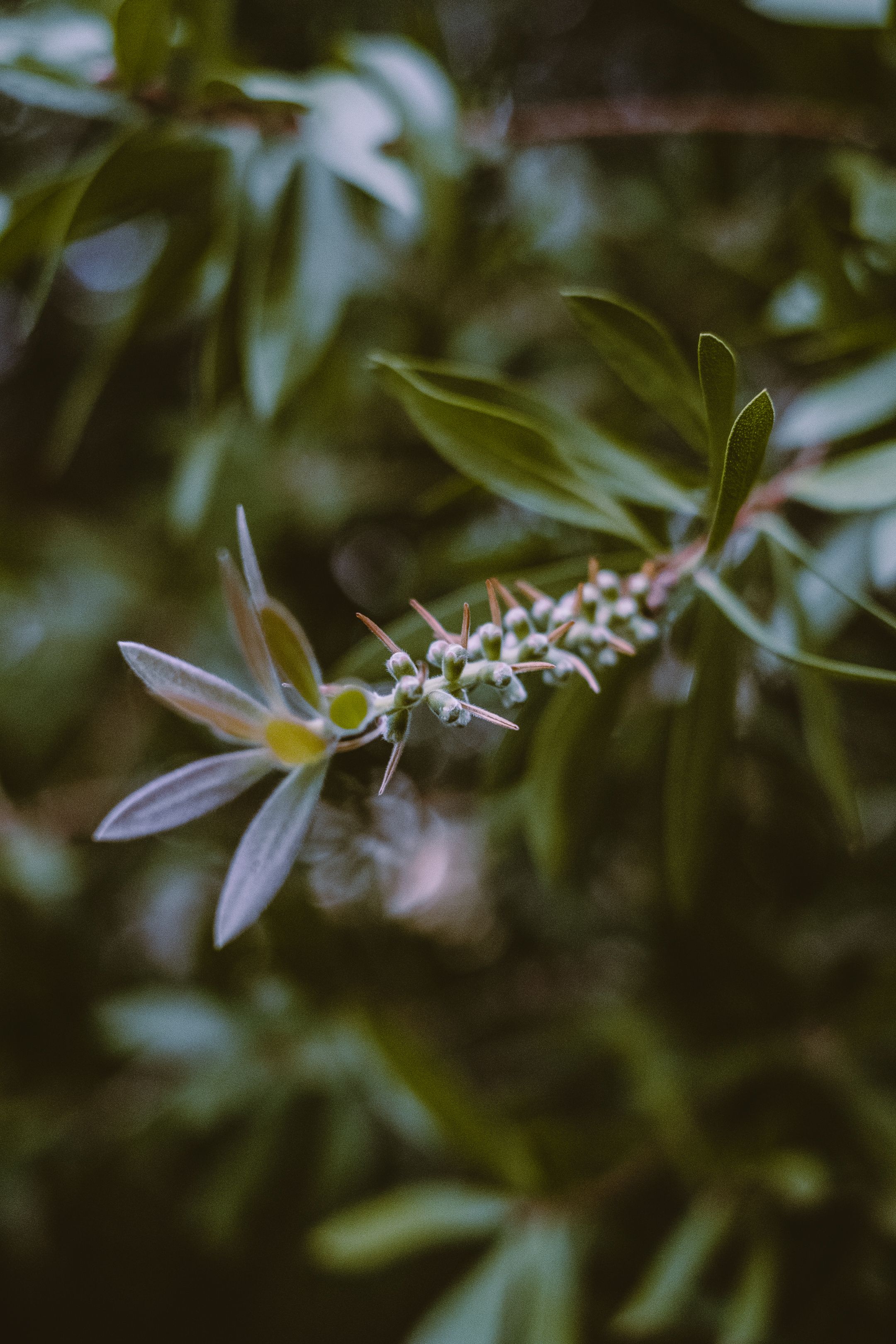 Wild flower growing near greenery in summer day · Free Stock Photo