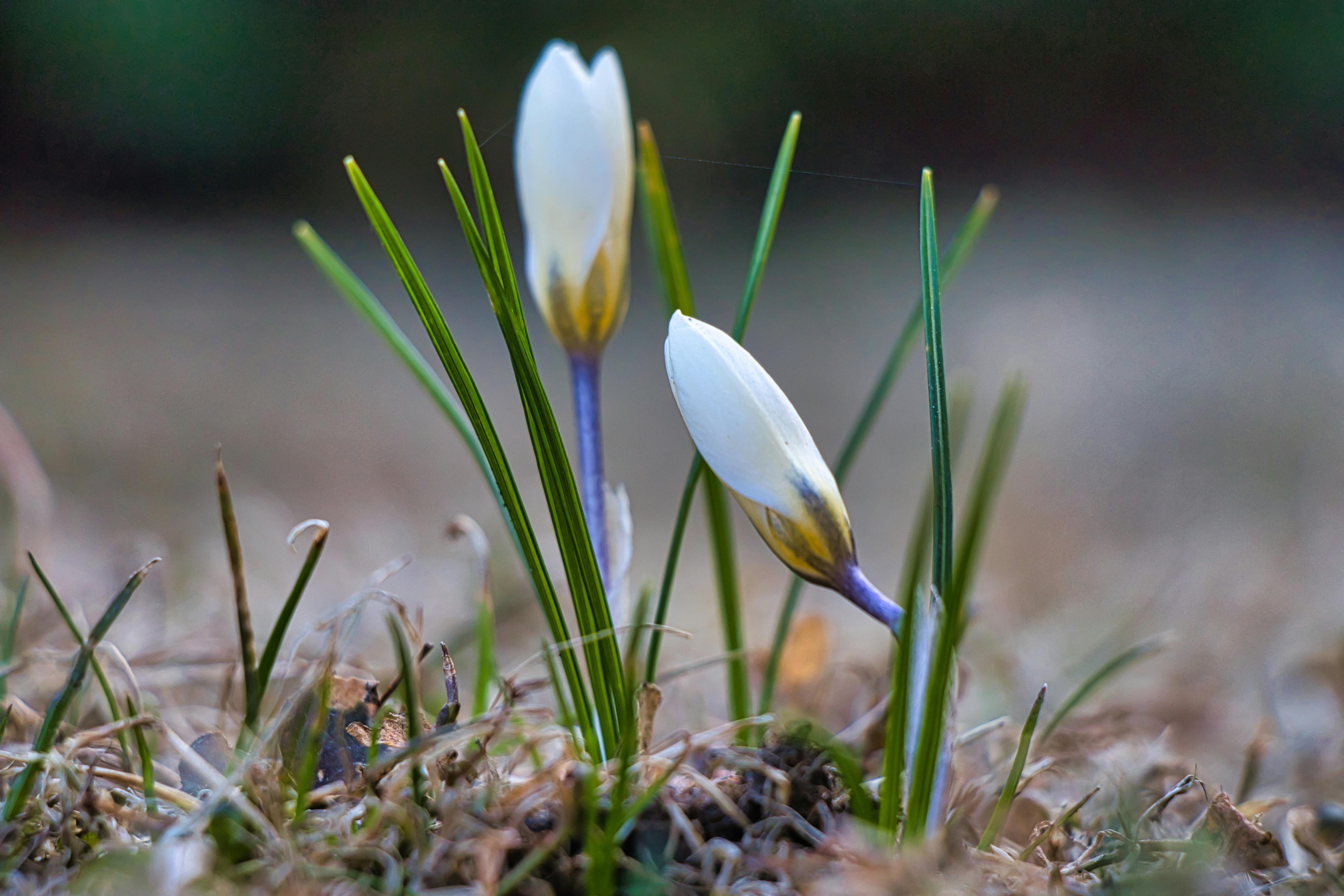 White Crocus Wallpaper 1920x1080 Crocus Background Free Stock Photo