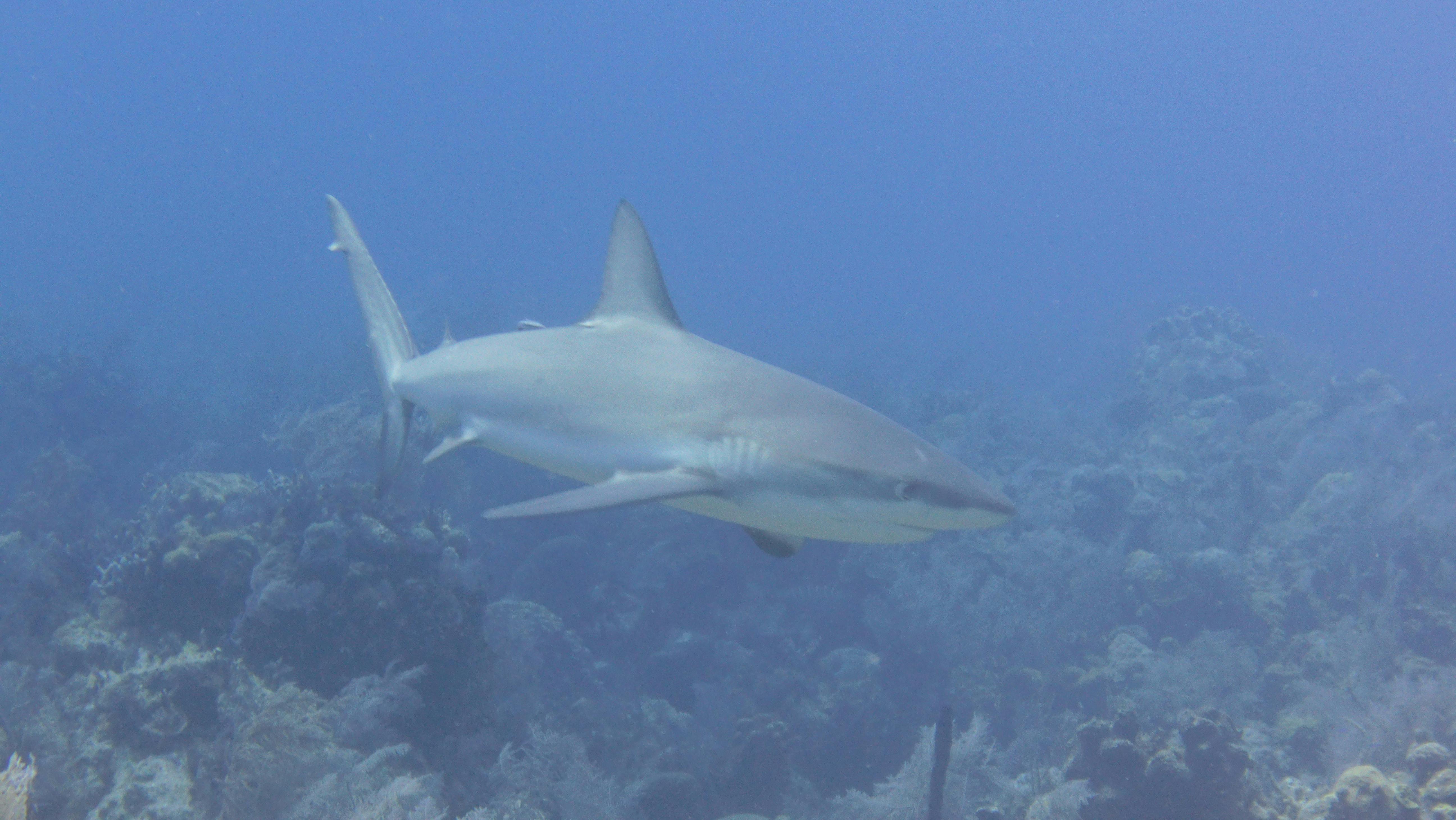 the real David Pressler - 摄影