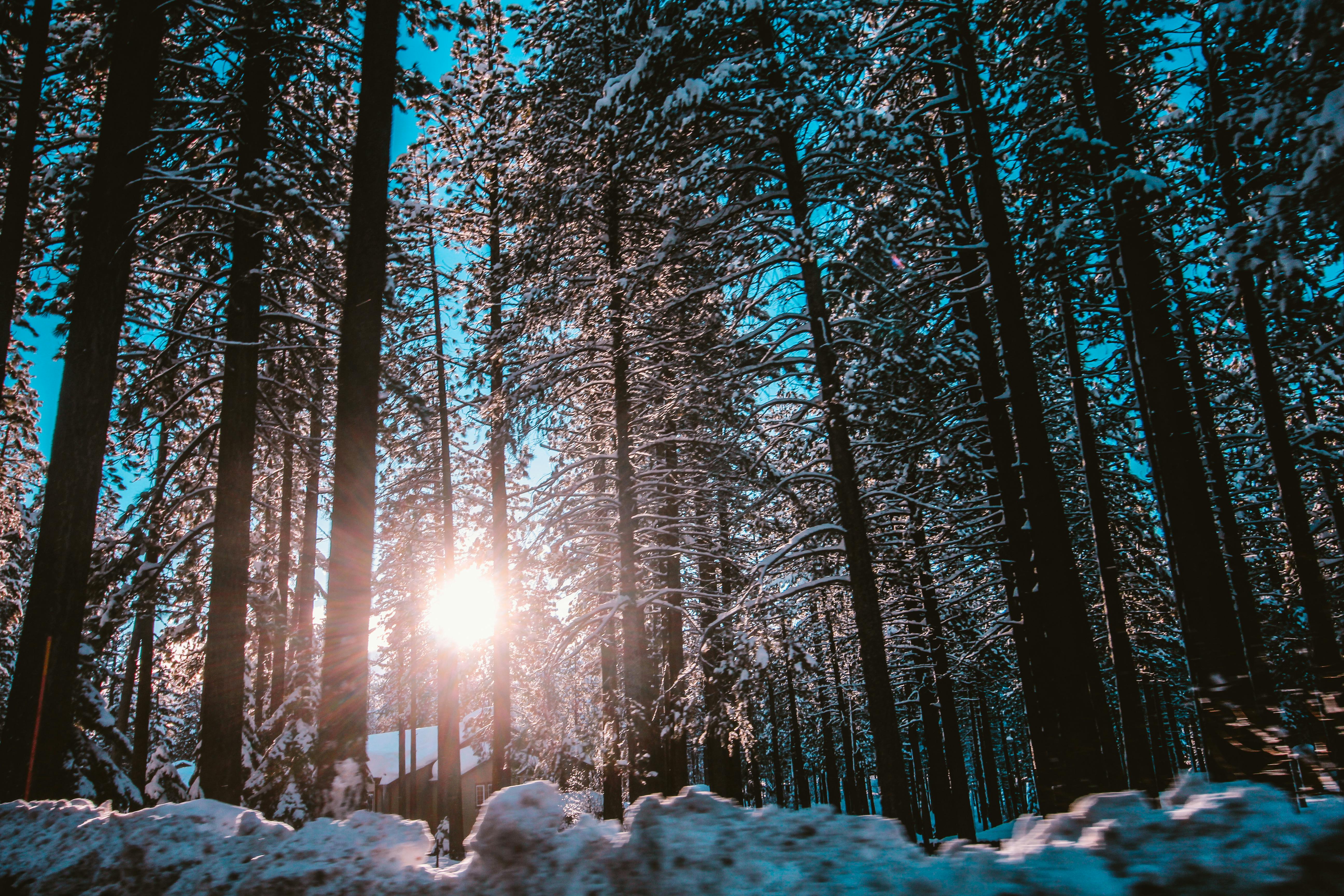 Green Trees Under Blue Sky · Free Stock Photo