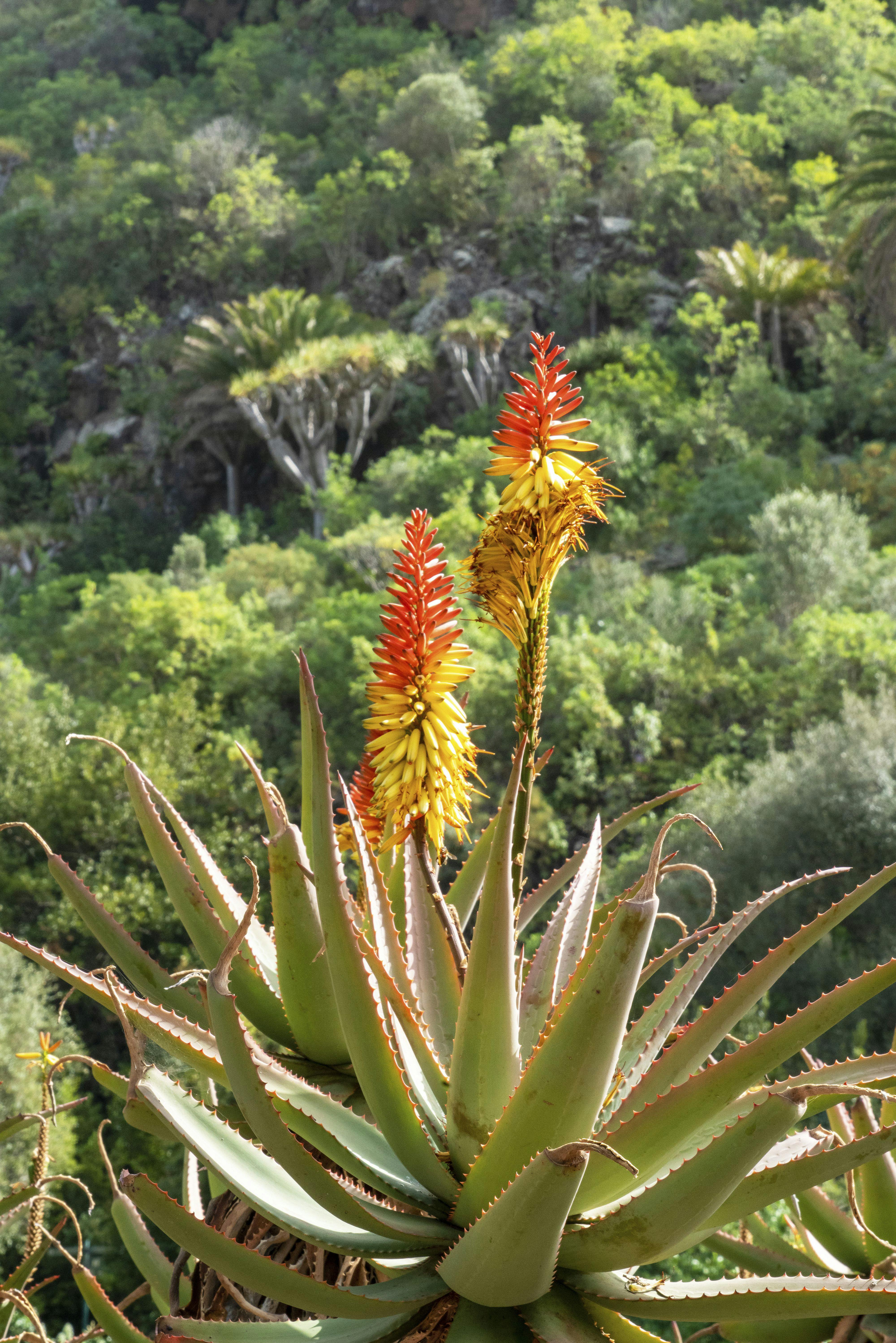 Close-Up Photo of a Flowering Aloe Vera Plant · Free Stock Photo